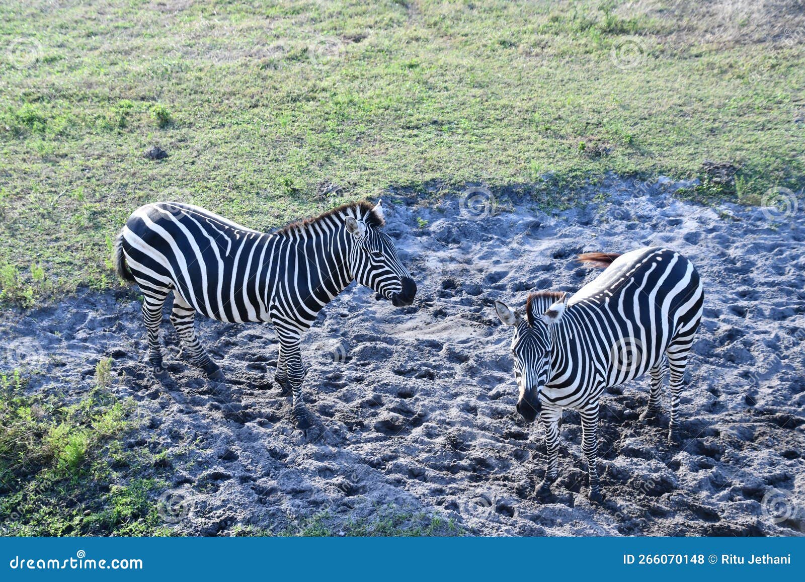 Zebras out in the Wild stock photo. Image of plain, stripes - 266070148