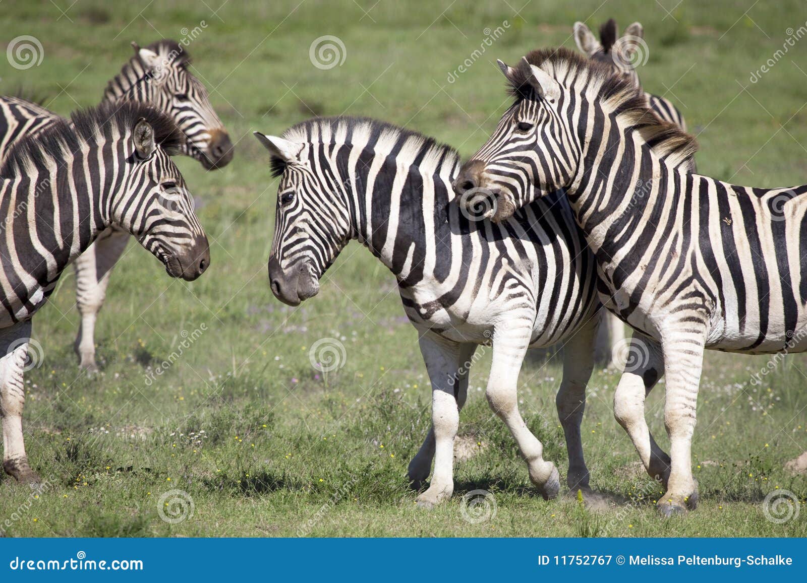 Zebras playing stock image. Image of burchell, herbivore - 11752767