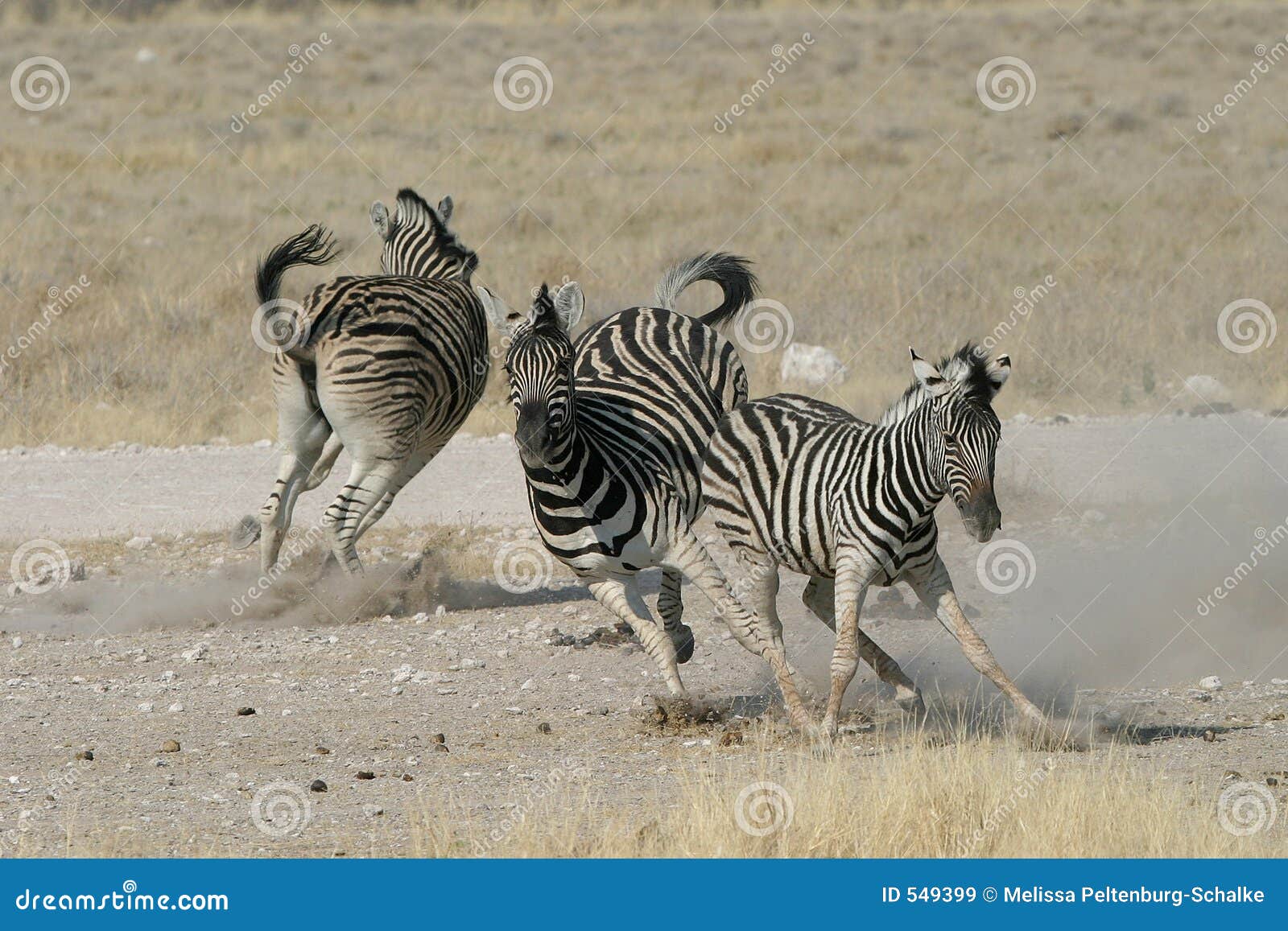 Zebras playing stock image. Image of wildlife, running - 549399