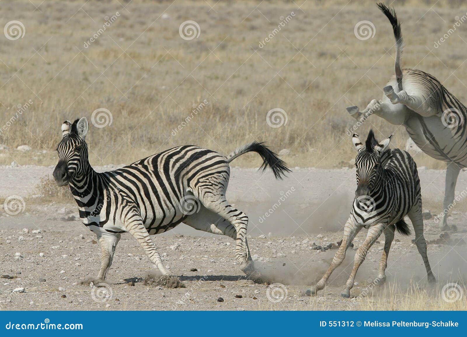 Zebras playing stock photo. Image of herd, park, animal - 551312