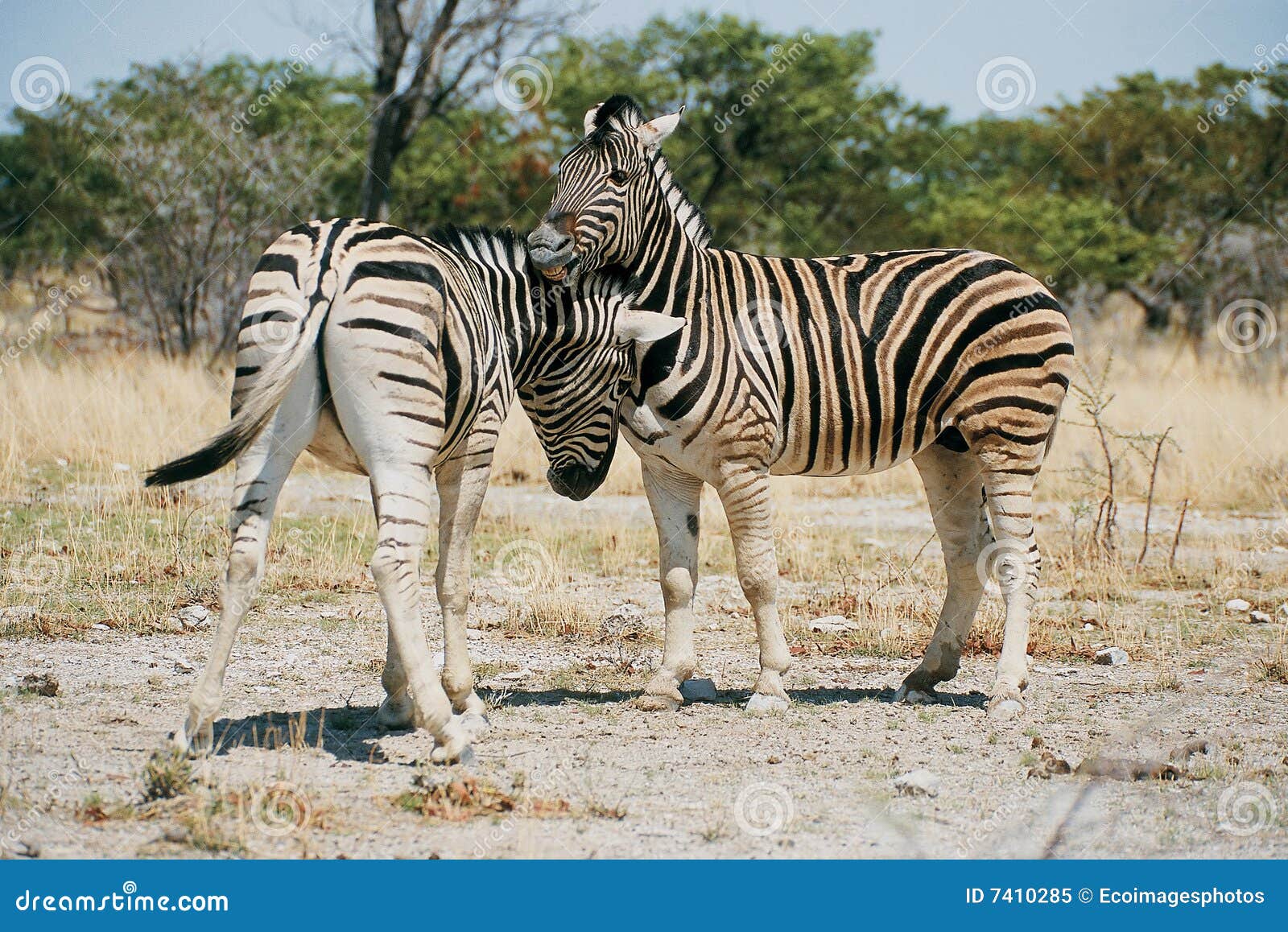 Zebras playing stock image. Image of play, africa, black - 7410285
