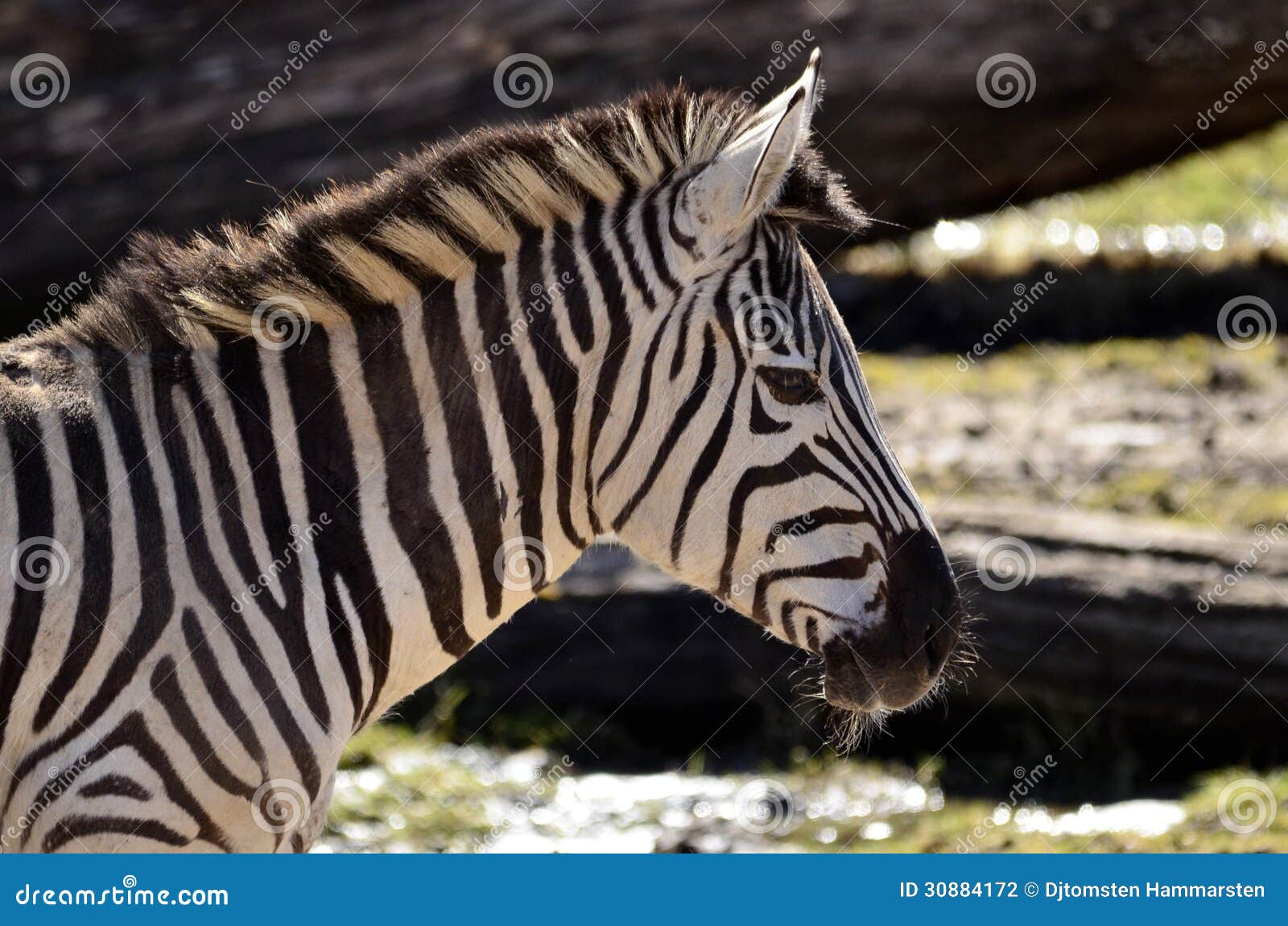 Zebras playing stock photo. Image of safari, botswana - 30884172