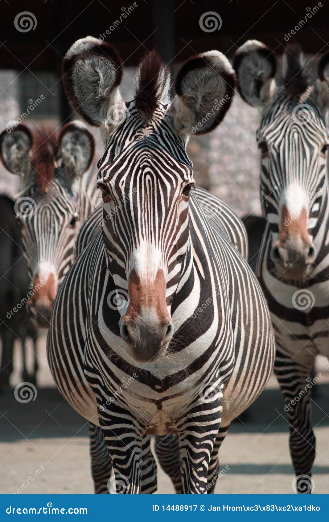 Zebras Posing stock image. Image of zebra, nature, wildlife - 14488917