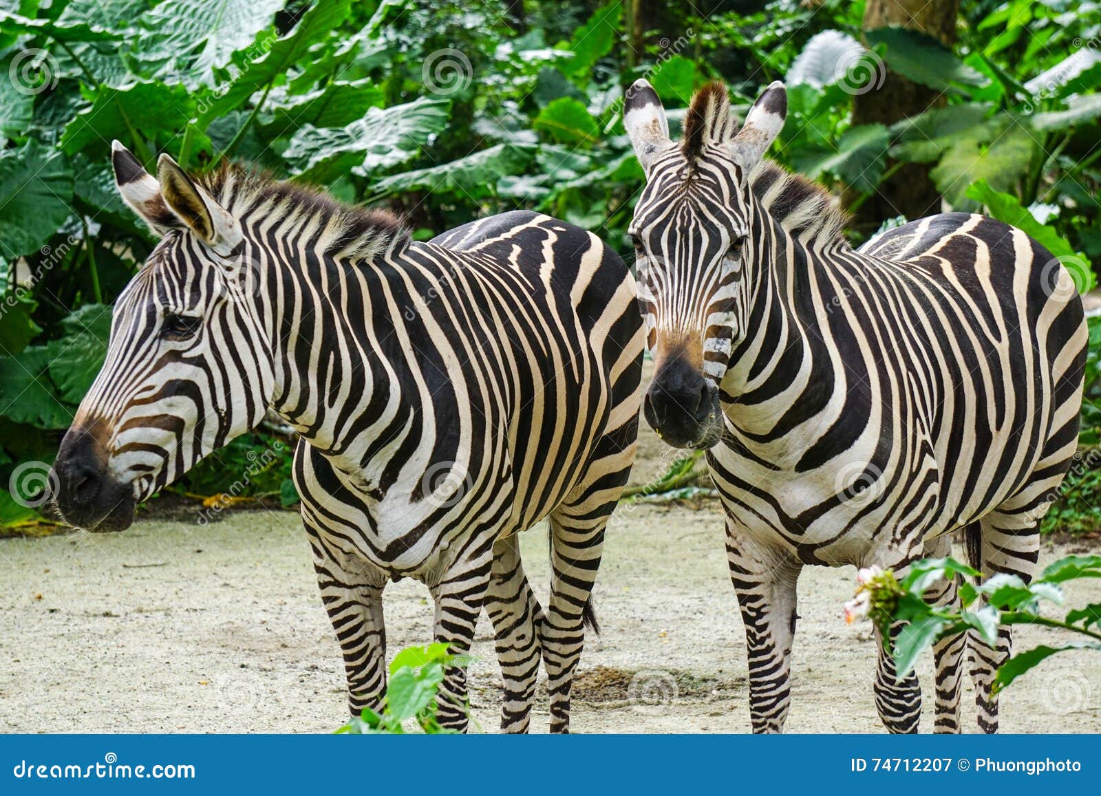 Zebras relaxing at the zoo stock image. Image of fern - 74712207