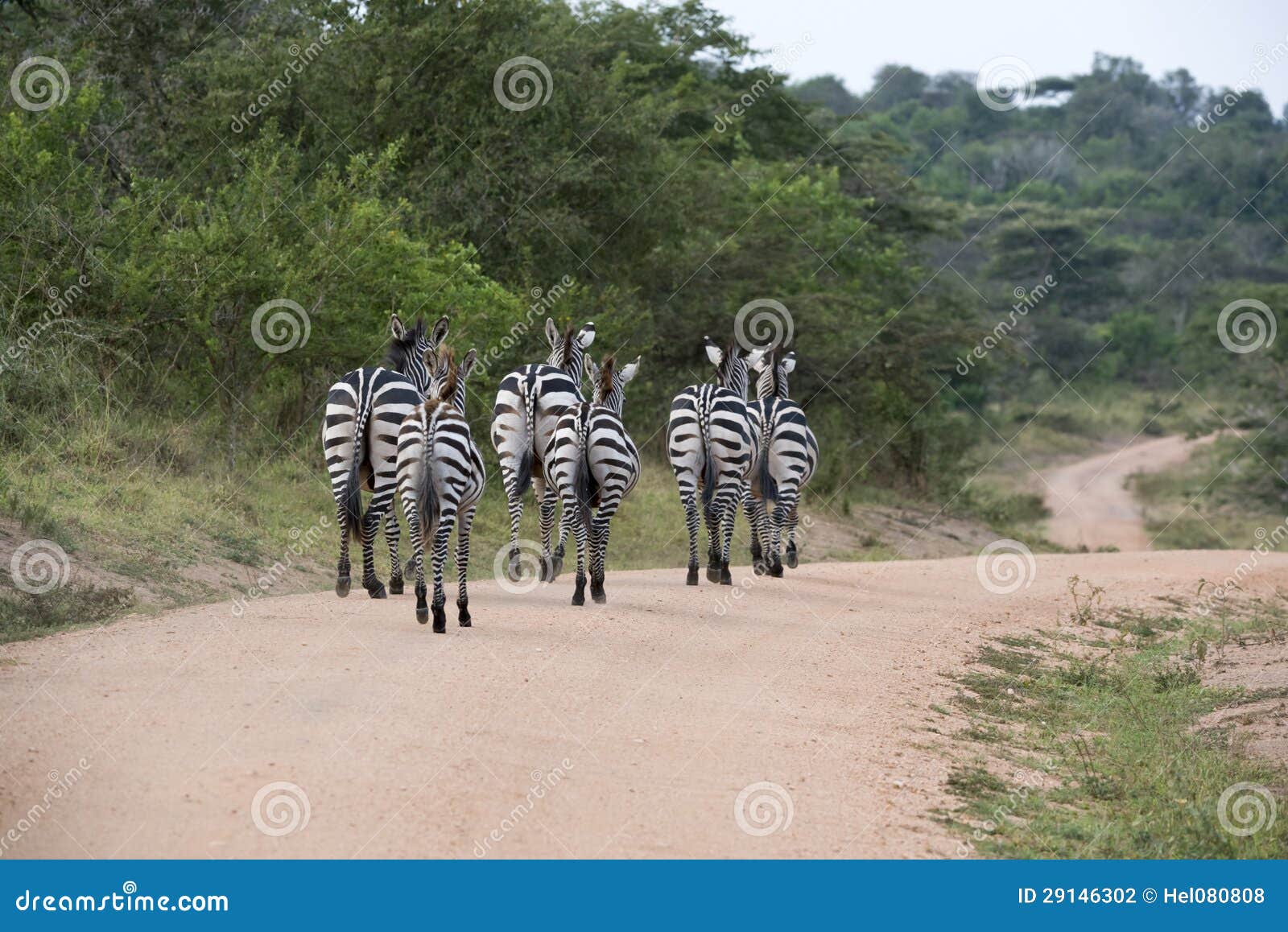 Zebras on a Path in Africa stock photo. Image of wildlife - 29146302