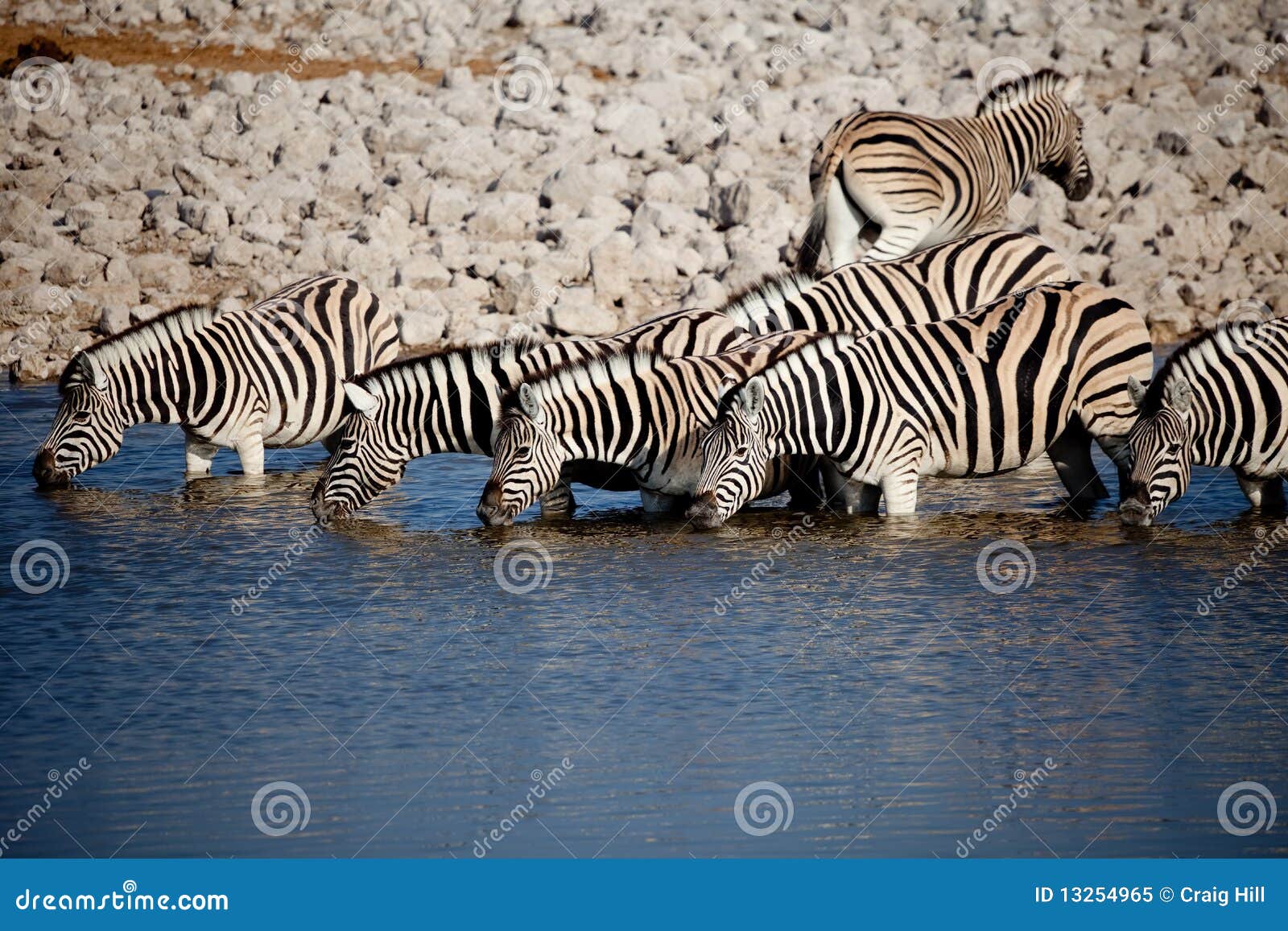 Zebras in a row stock image. Image of rainy, blue, herd - 13254965