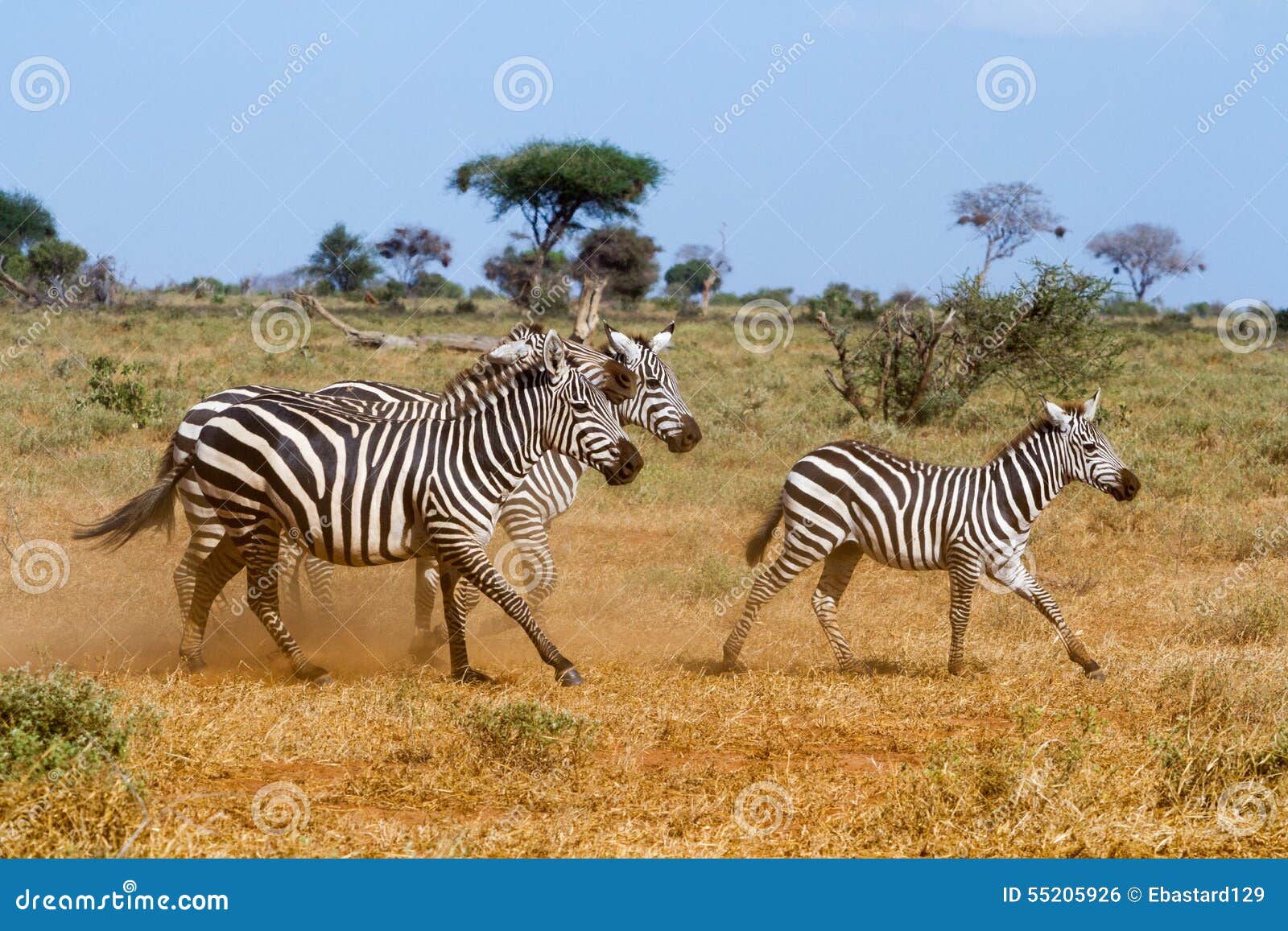 Zebras in Savana stock photo. Image of serengeti, common - 55205926