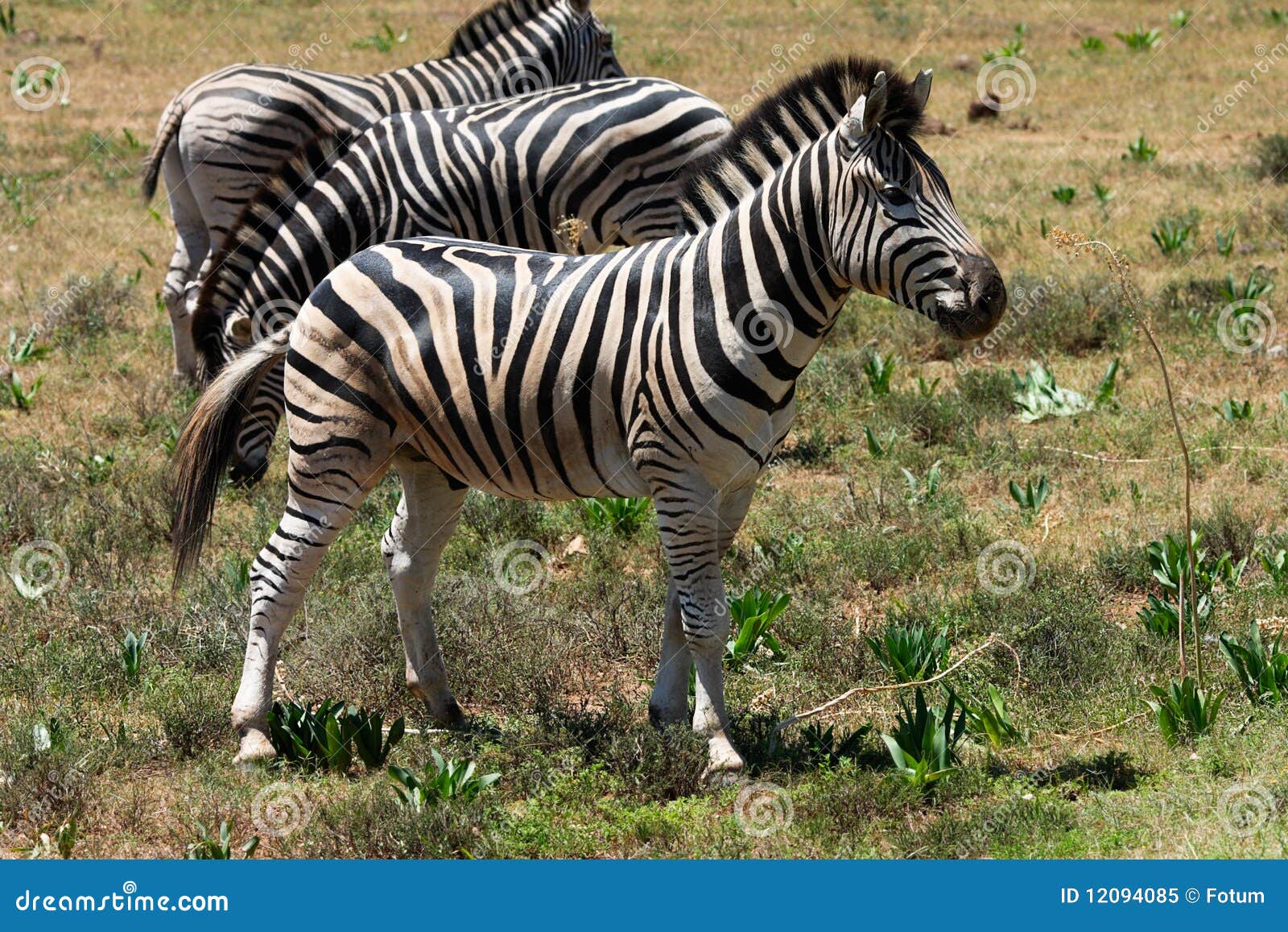 Zebras in savanna stock image. Image of wild, muzzle - 12094085