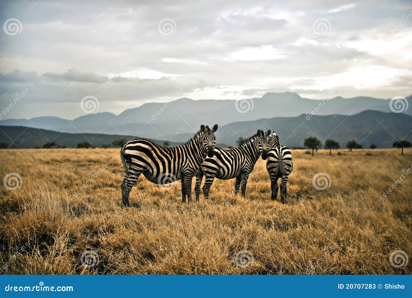 Zebras in the Savanna stock image. Image of grasslands - 20707283