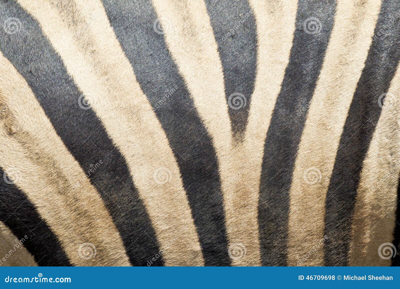 Zebras skin and fur stock photo. Image of material, camouflage - 46709698