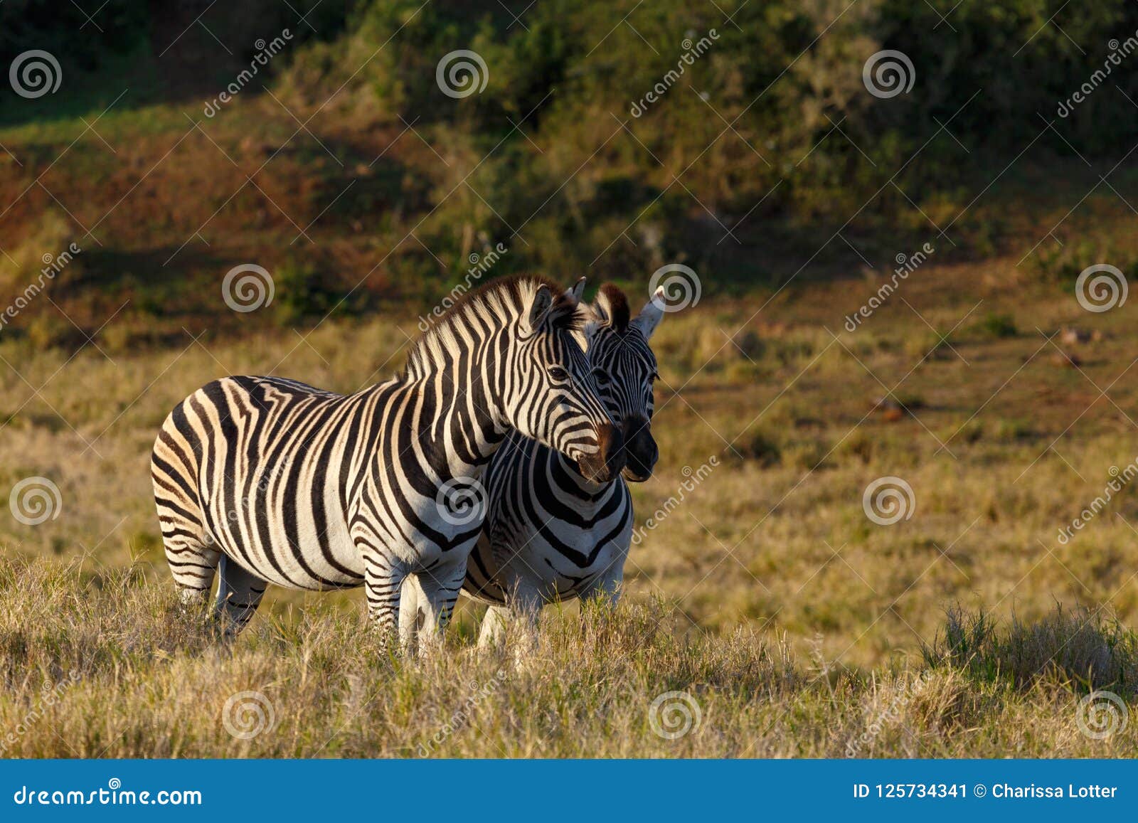 Zebras Standing with Their Faces Close To Each Other Stock Image ...