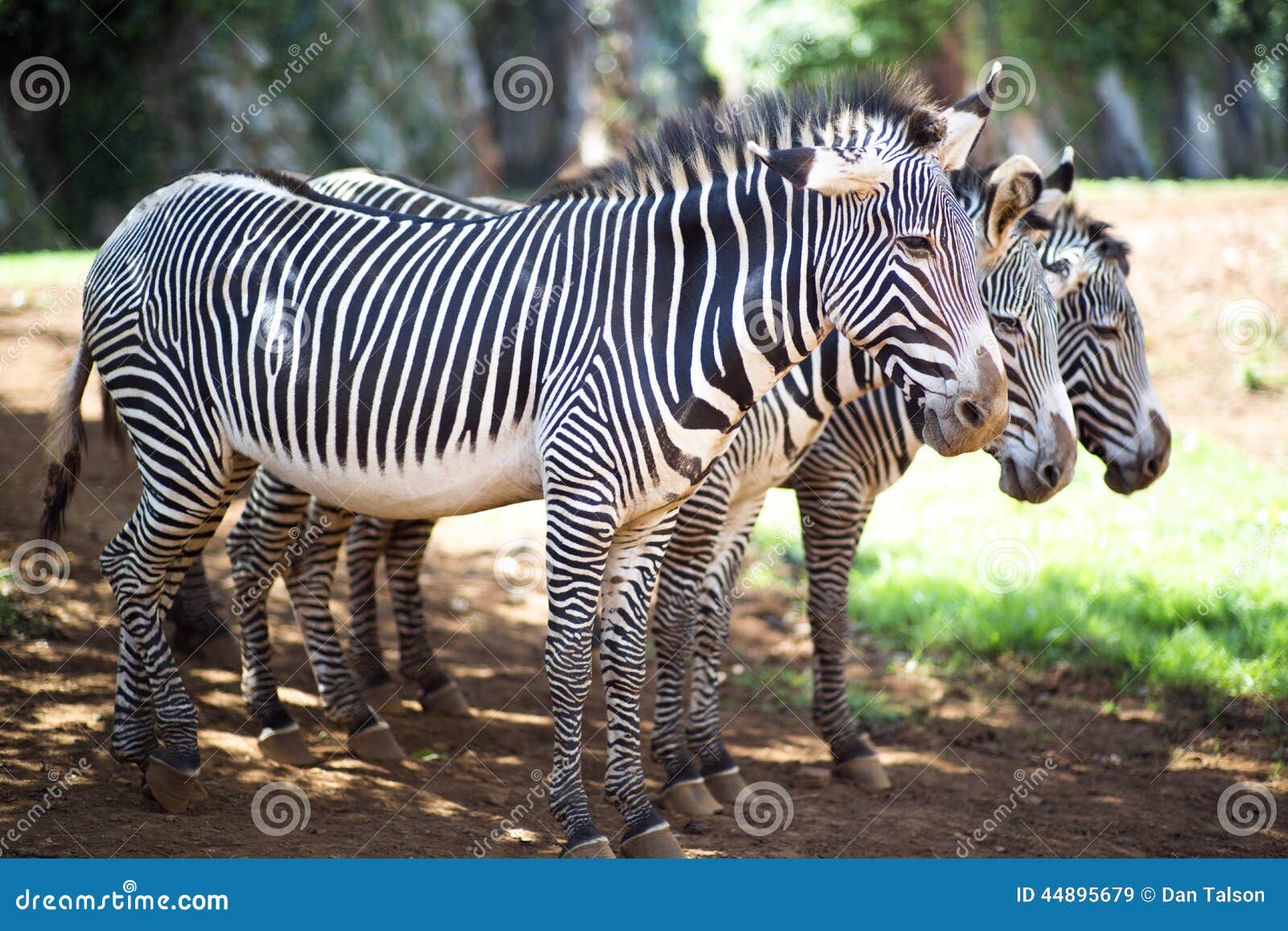 3 zebras standing together stock image. Image of conservation - 44895679