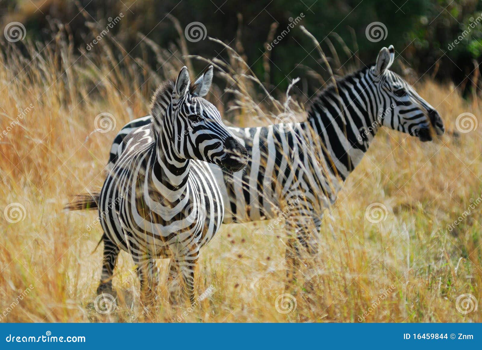 Zebras in a tall grass stock photo. Image of outdoor - 16459844
