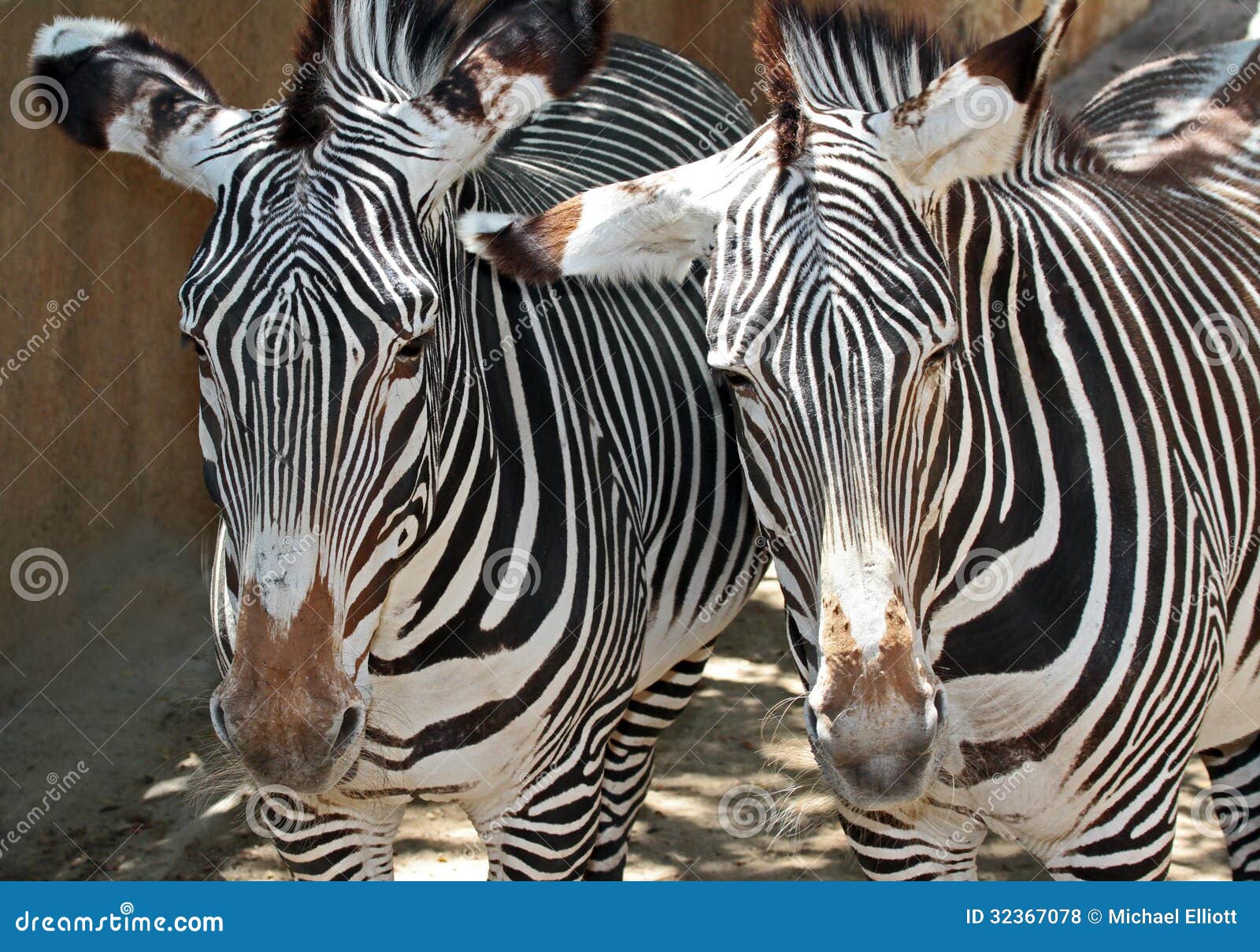 Zebras stock photo. Image of anger, battle, herbivore - 32367078