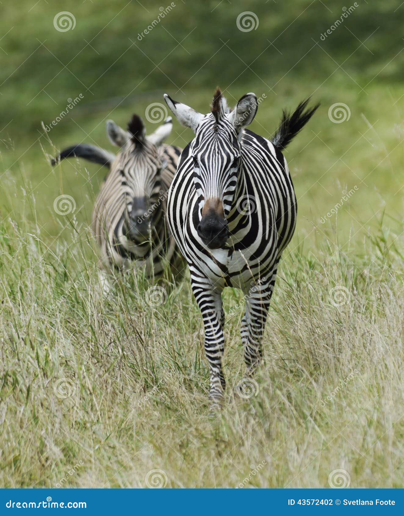 Zebras stock photo. Image of plants, zebra, safari, preserve - 43572402
