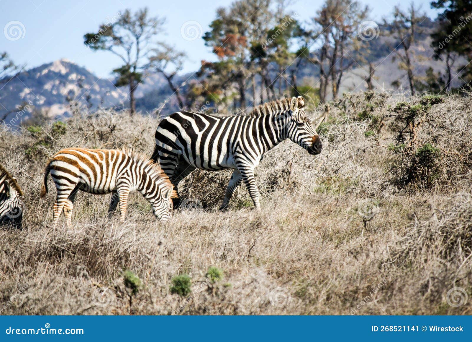 Zebras Walking in the Deserted Field Stock Image - Image of striped ...