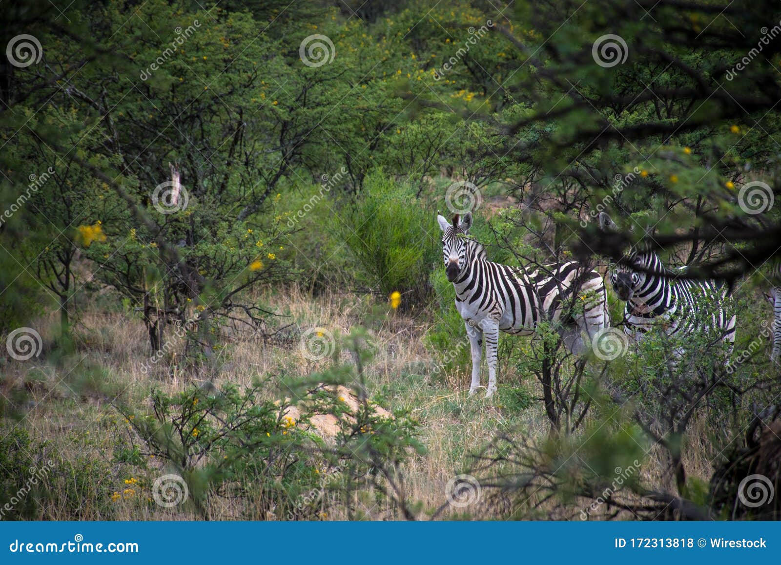 Zebras Walking Near Green Trees in a Forest during Daytime Stock Photo ...