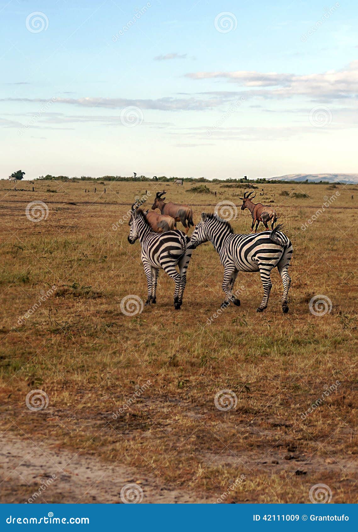 Zebras walking stock image. Image of animal, africa, burchellii - 42111009