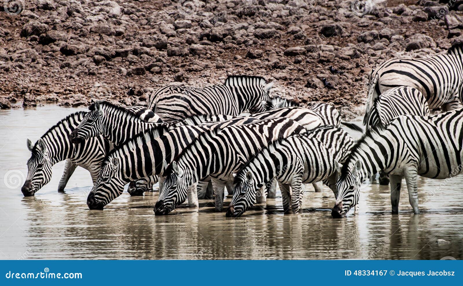 Zebras at the Waterhole stock image. Image of zebra, wildlife - 48334167