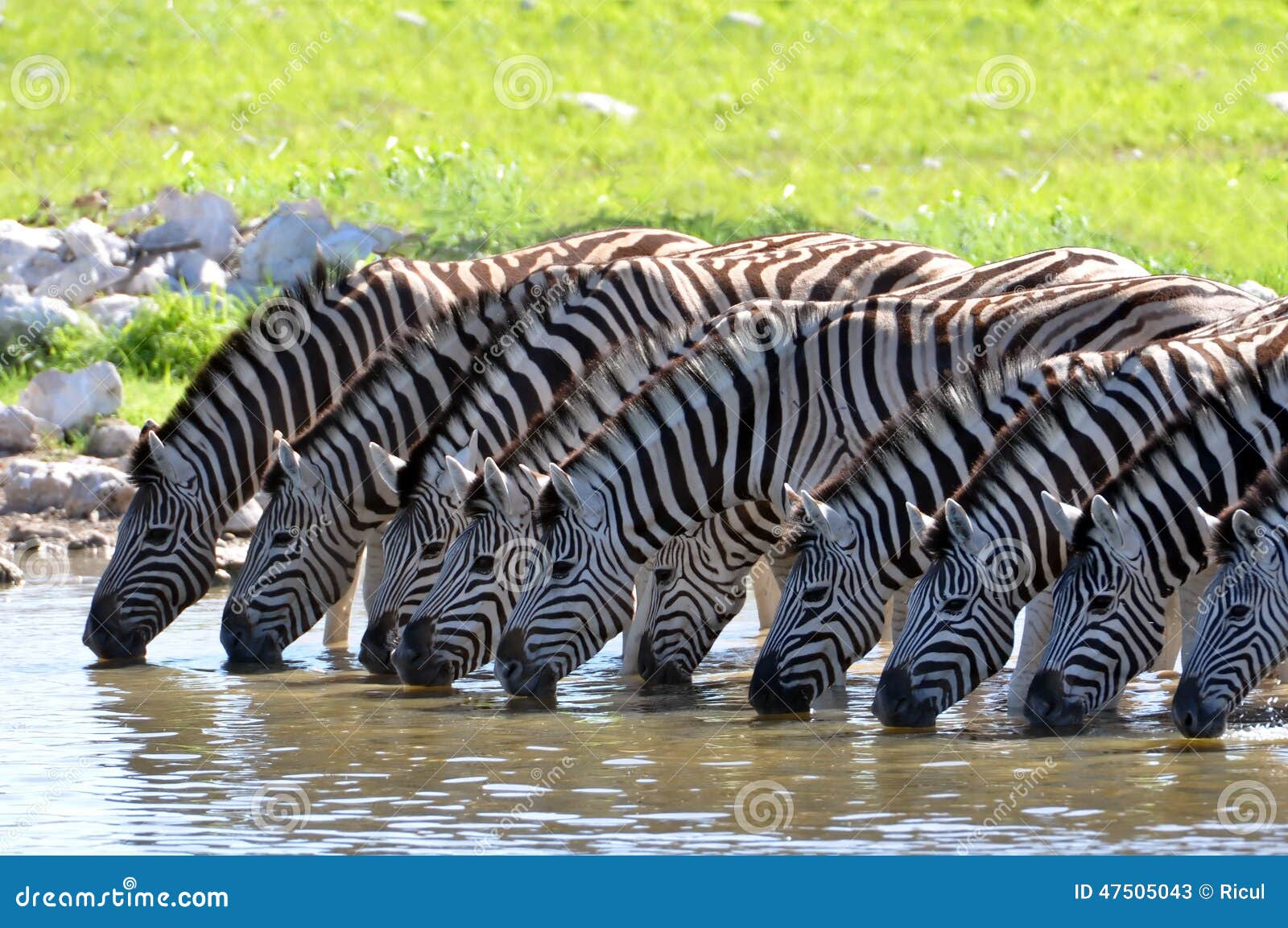 Zebras at the waterhole stock image. Image of head, africa - 47505043
