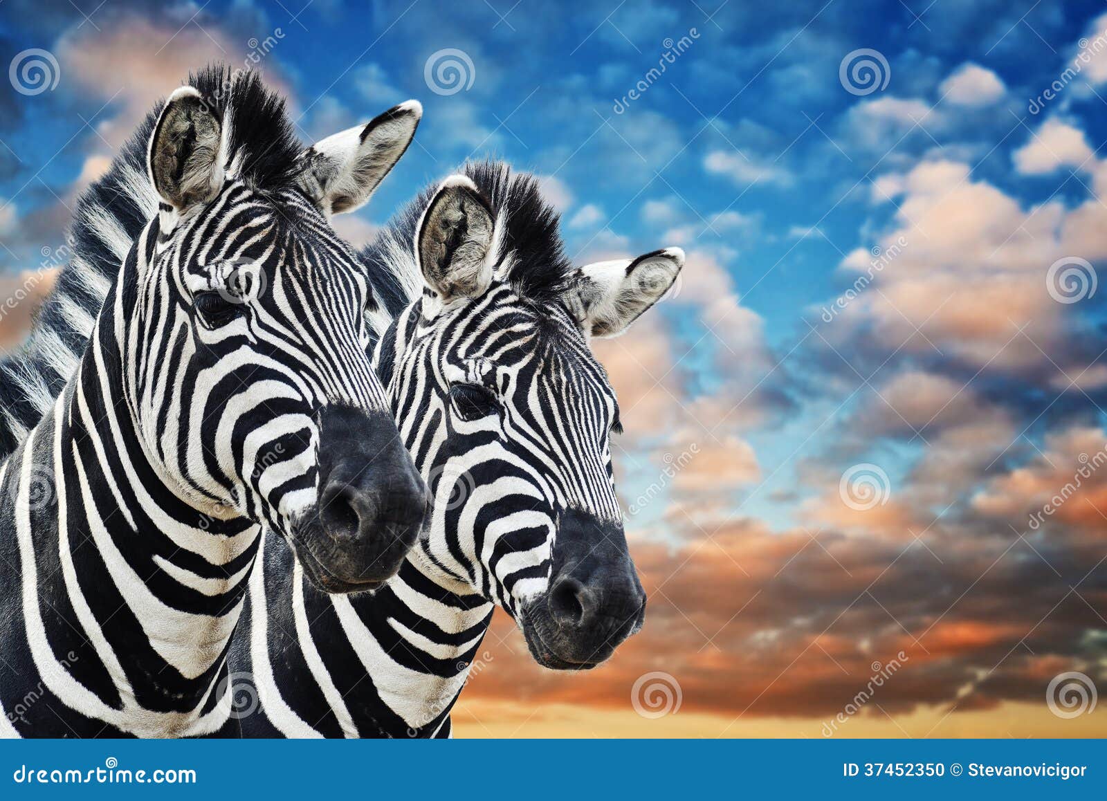 Zebras in the wild stock photo. Image of nature, natural - 37452350