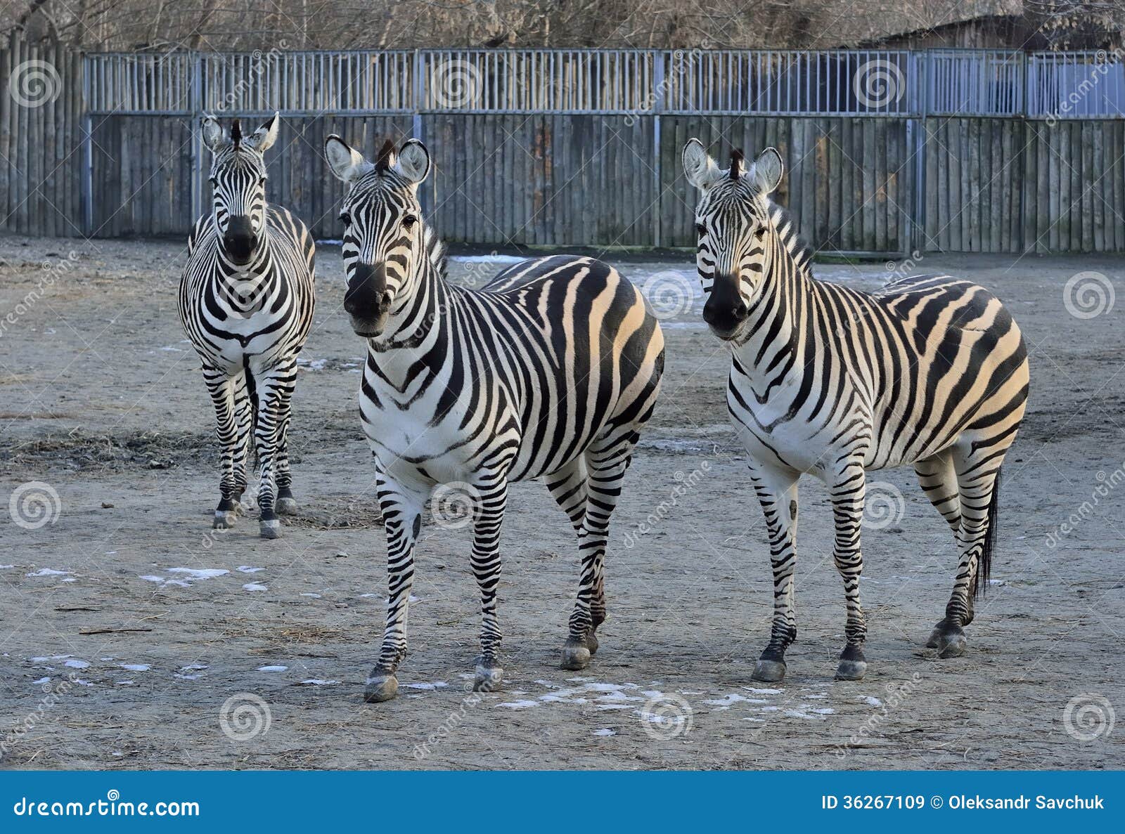 Zebras stock image. Image of mammals, fence, trees, zebra - 36267109