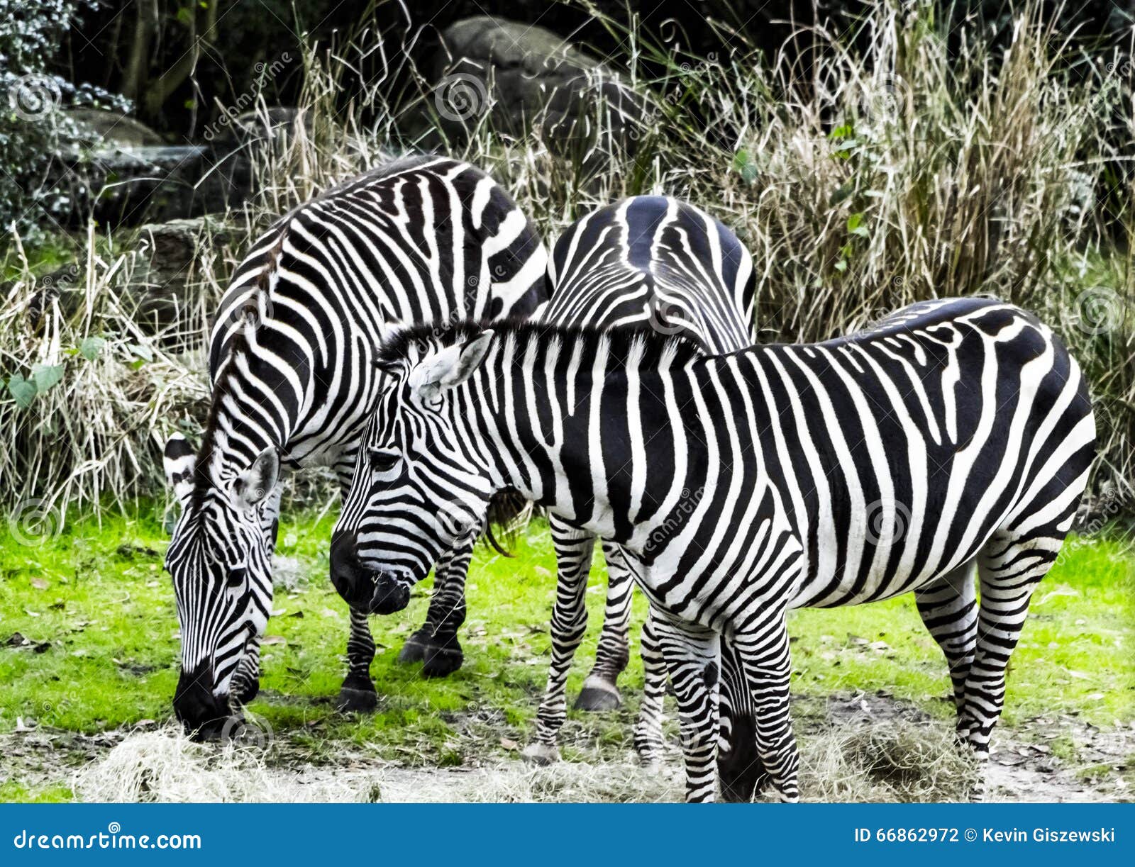 Zebras at the zoo editorial photography. Image of zebras - 66862972