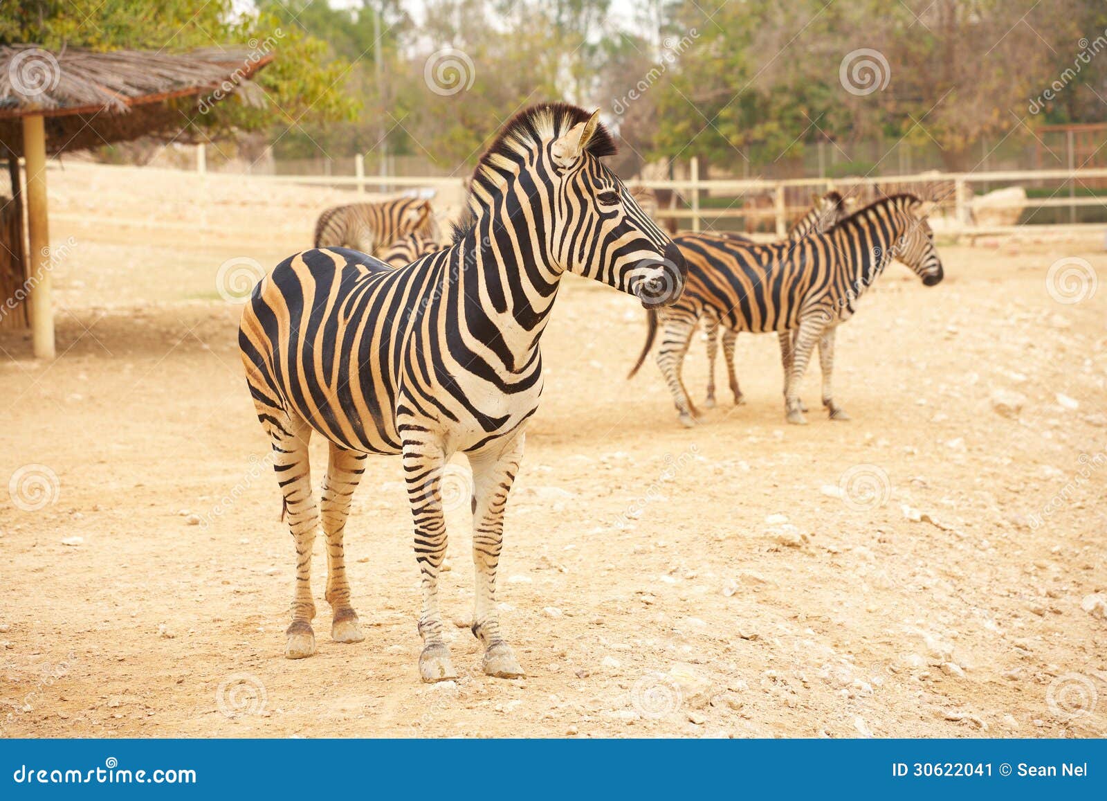 Zebras in zoo stock image. Image of hairy, face, herbivore - 30622041