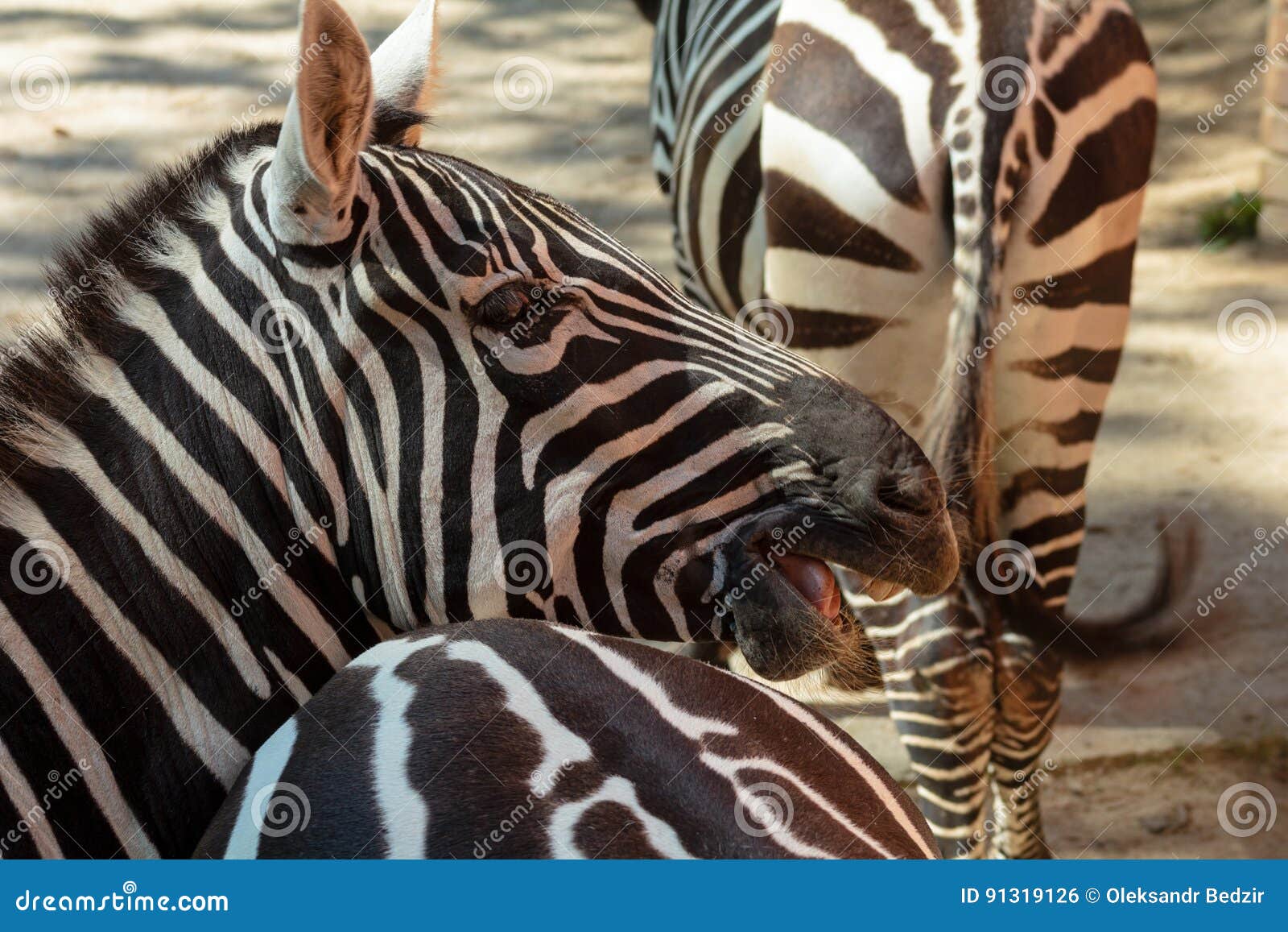 Zebras in the Zoo Walk in Their Aviary Stock Photo - Image of hair ...