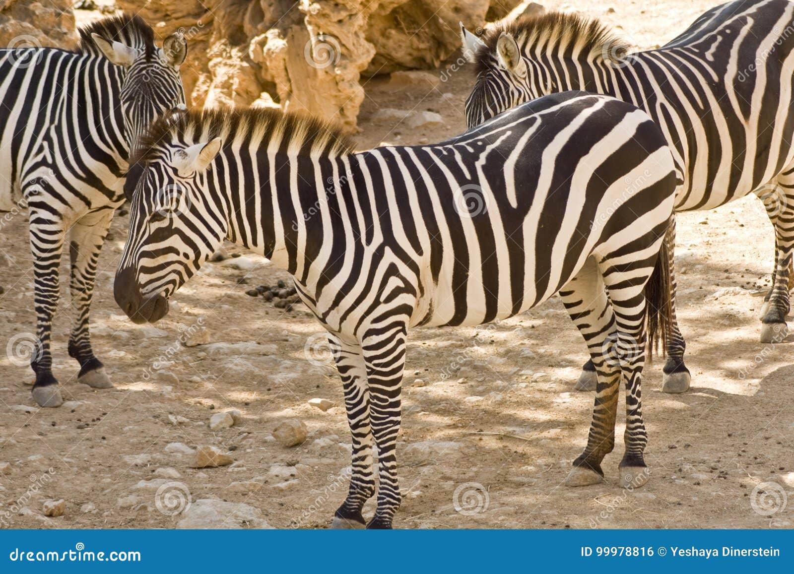 Zebras at the Zoo stock photo. Image of striped, natural - 99978816