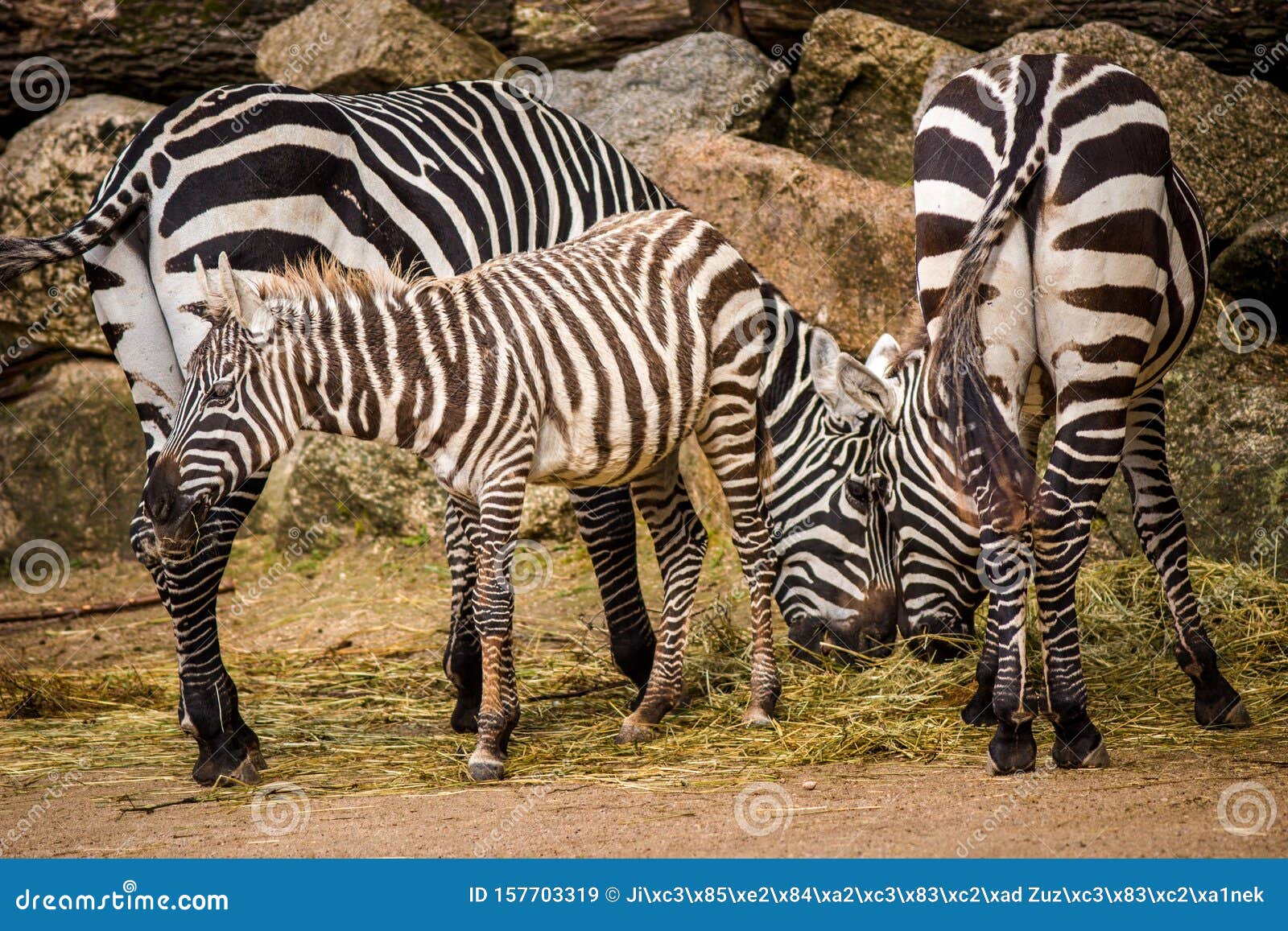 Zebras from the zoo stock image. Image of white, beige - 157703319