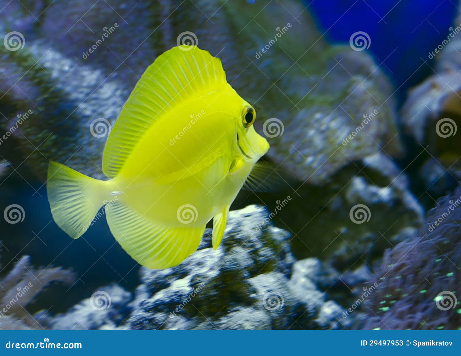 Yellow Sailfin Tang Swims Underwater. Zebrasoma Flavescens Stock ...