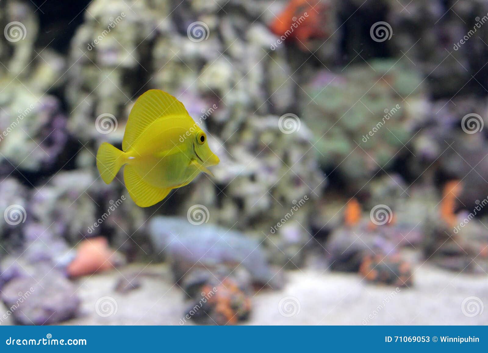 Zebrasoma yellow tang fish stock image. Image of surgeonfish - 71069053