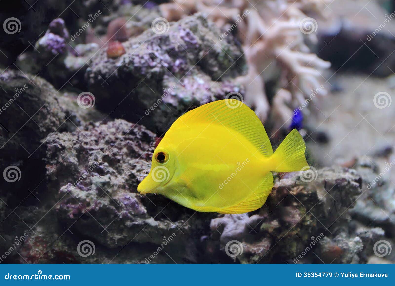 Zebrasoma yellow tang fish stock image. Image of yellowtail - 35354779