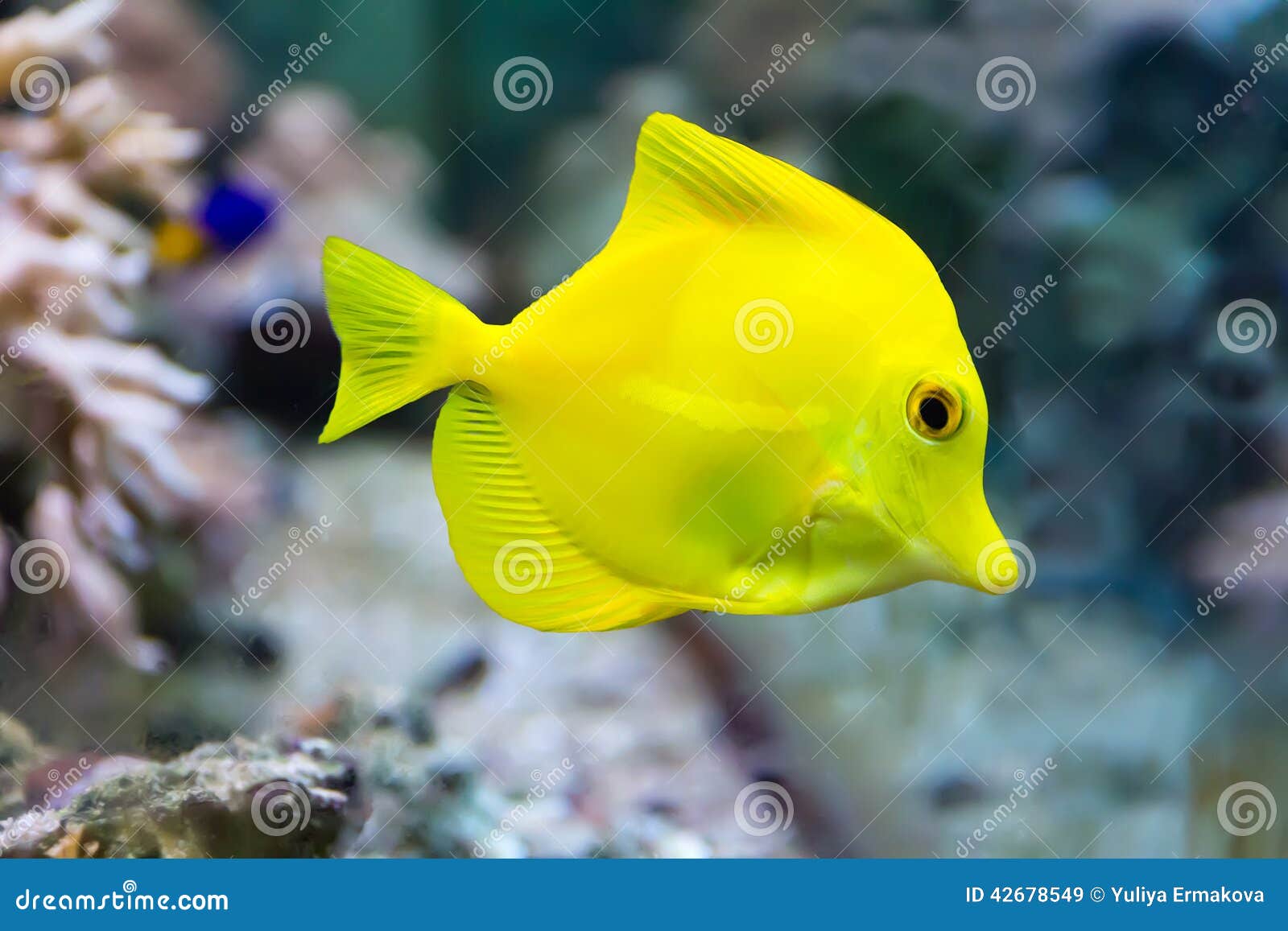 Zebrasoma yellow tang fish stock image. Image of surgeonfish - 42678549