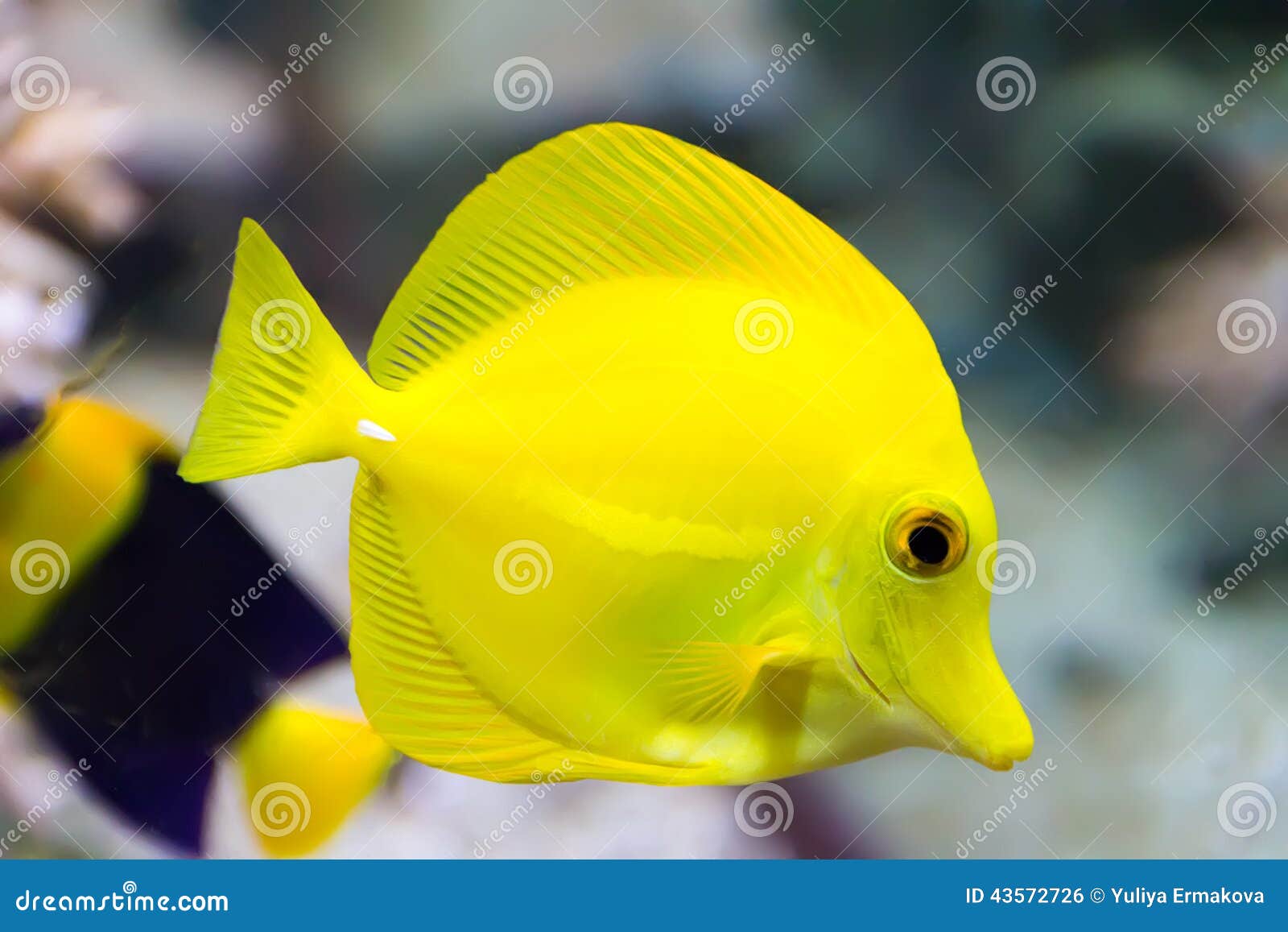 Zebrasoma yellow tang fish stock photo. Image of dendrochirus - 43572726