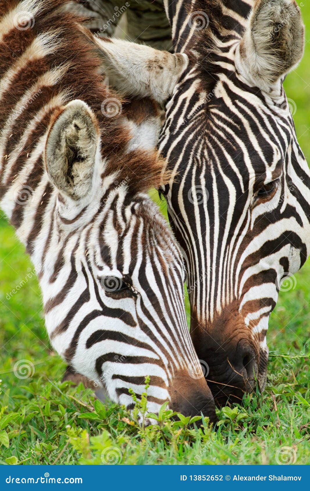 Zebre fotografia stock. Immagine di conservazione, striato - 13852652