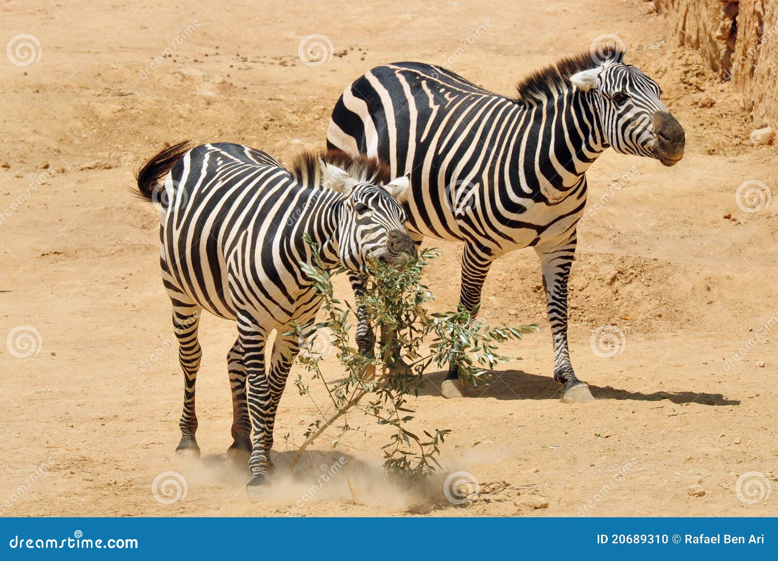 Zebre fotografia stock. Immagine di erbivoro, biblico - 20689310
