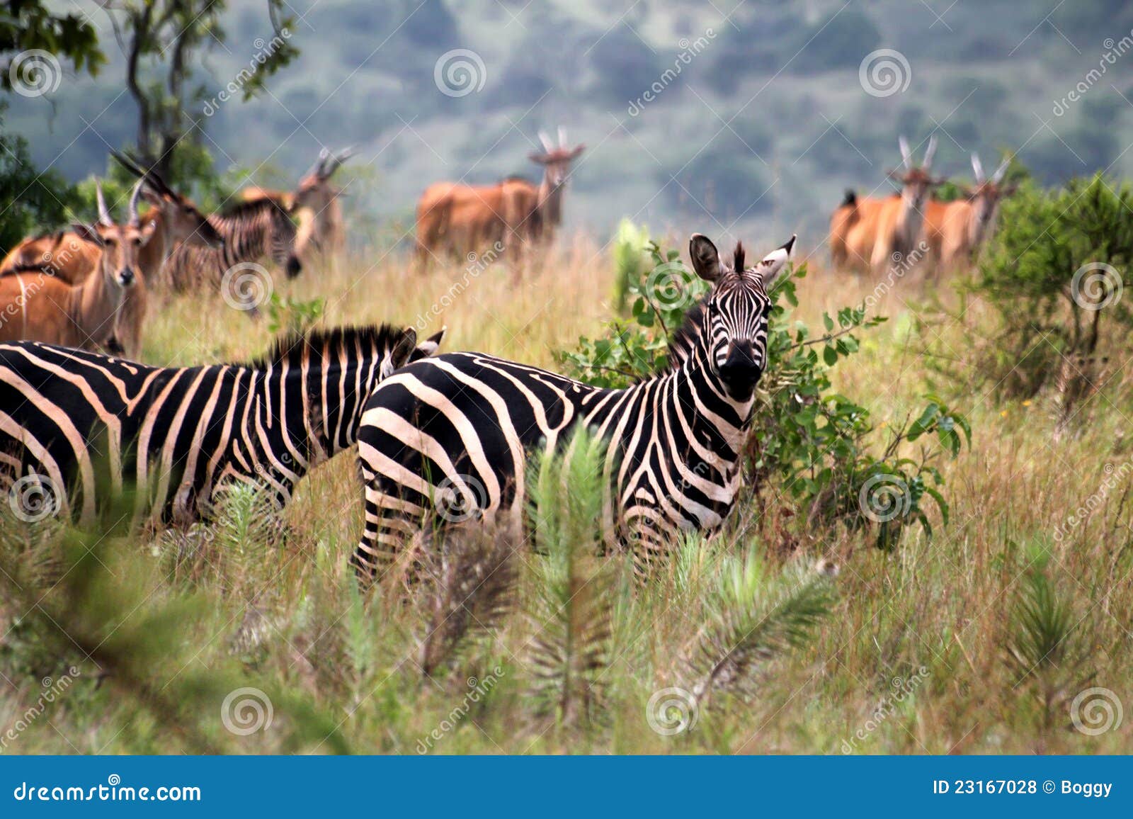 Zebre fotografia stock. Immagine di parco, vacanza, africa - 23167028