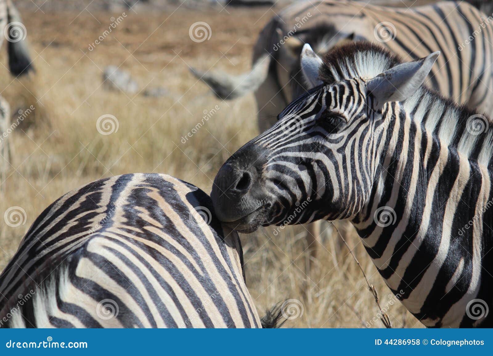 Zebre fotografia stock. Immagine di orizzontale, zebra - 44286958