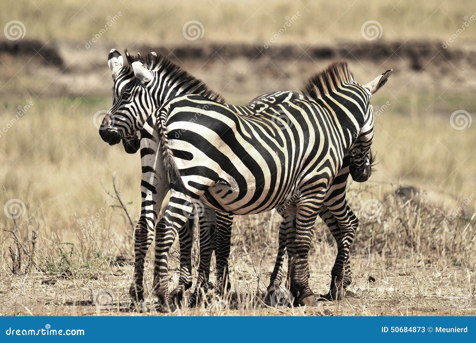 Zebre immagine stock. Immagine di riga, cavallo, famiglia - 50684873
