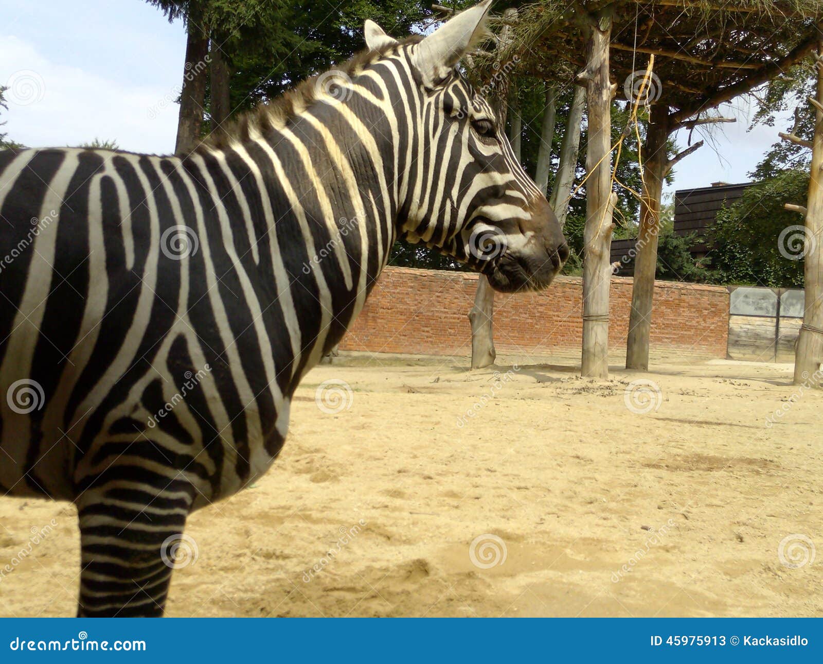 Zebre stock image. Image of zebre, zebr, beautiful, close - 45975913