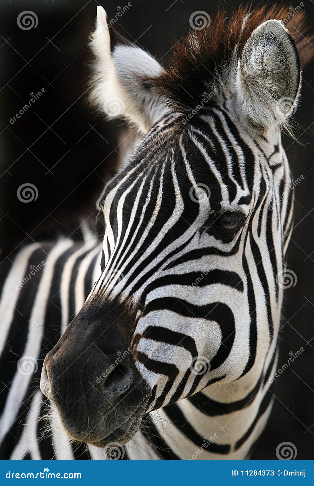 Zebry obraz stock. Obraz złożonej z zebry, oczy, sawanna - 11284373