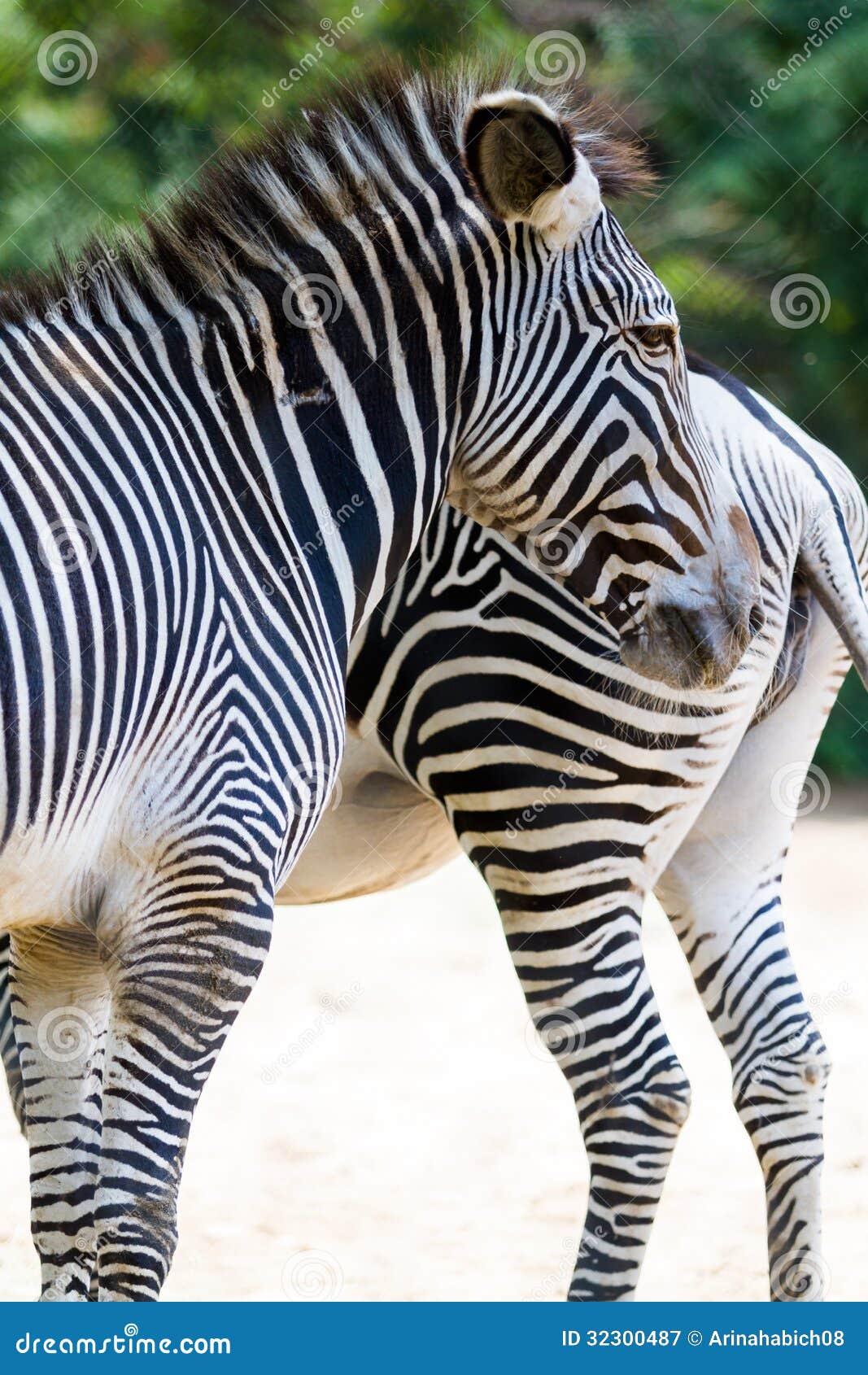 Zebry obraz stock. Obraz złożonej z porywacz, koń, zebra - 32300487