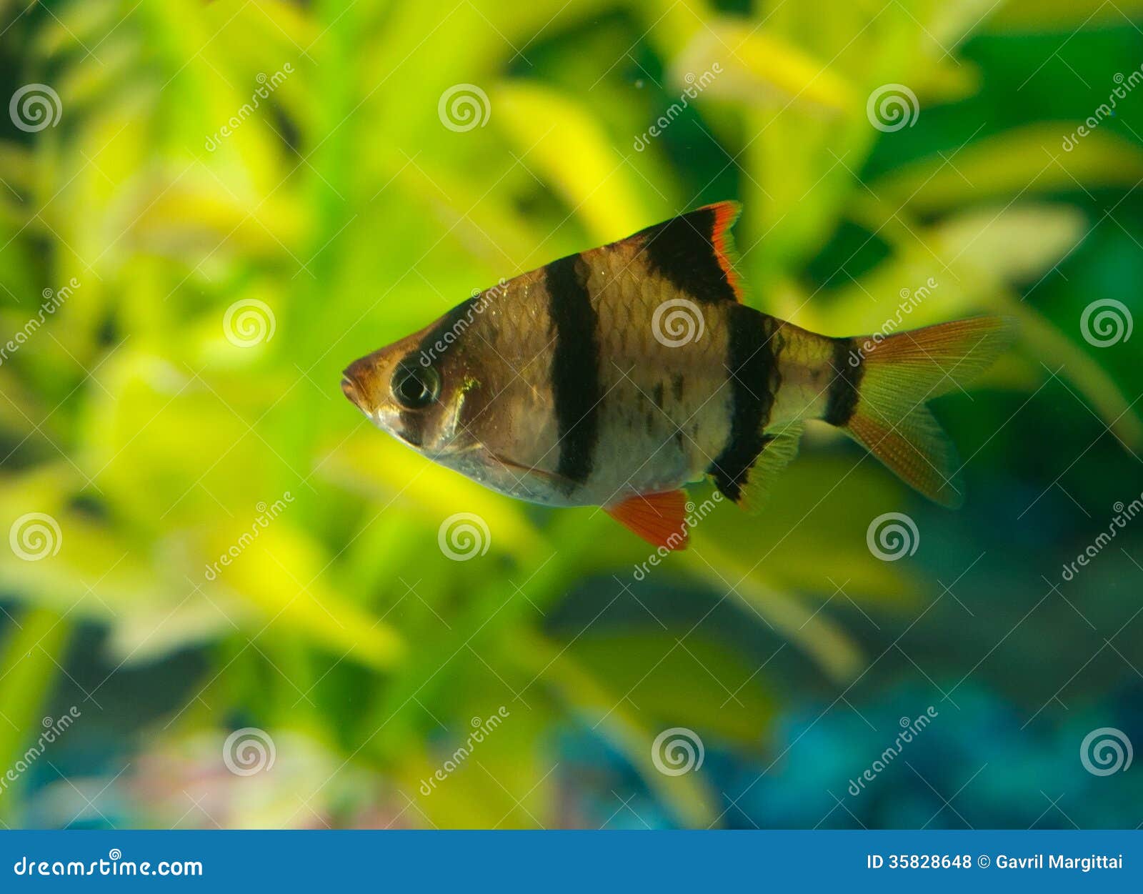 Zebry Tetra ryba zdjęcie stock. Obraz złożonej z greenbacks - 35828648