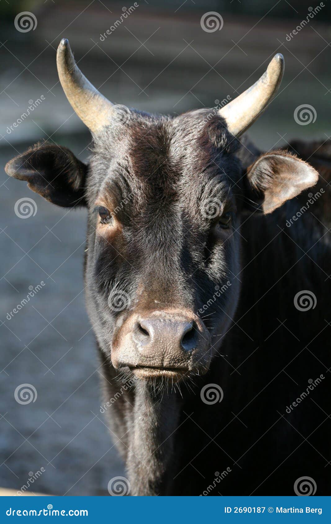 Zebu stock image. Image of utilizable, taurus, breeding - 2690187