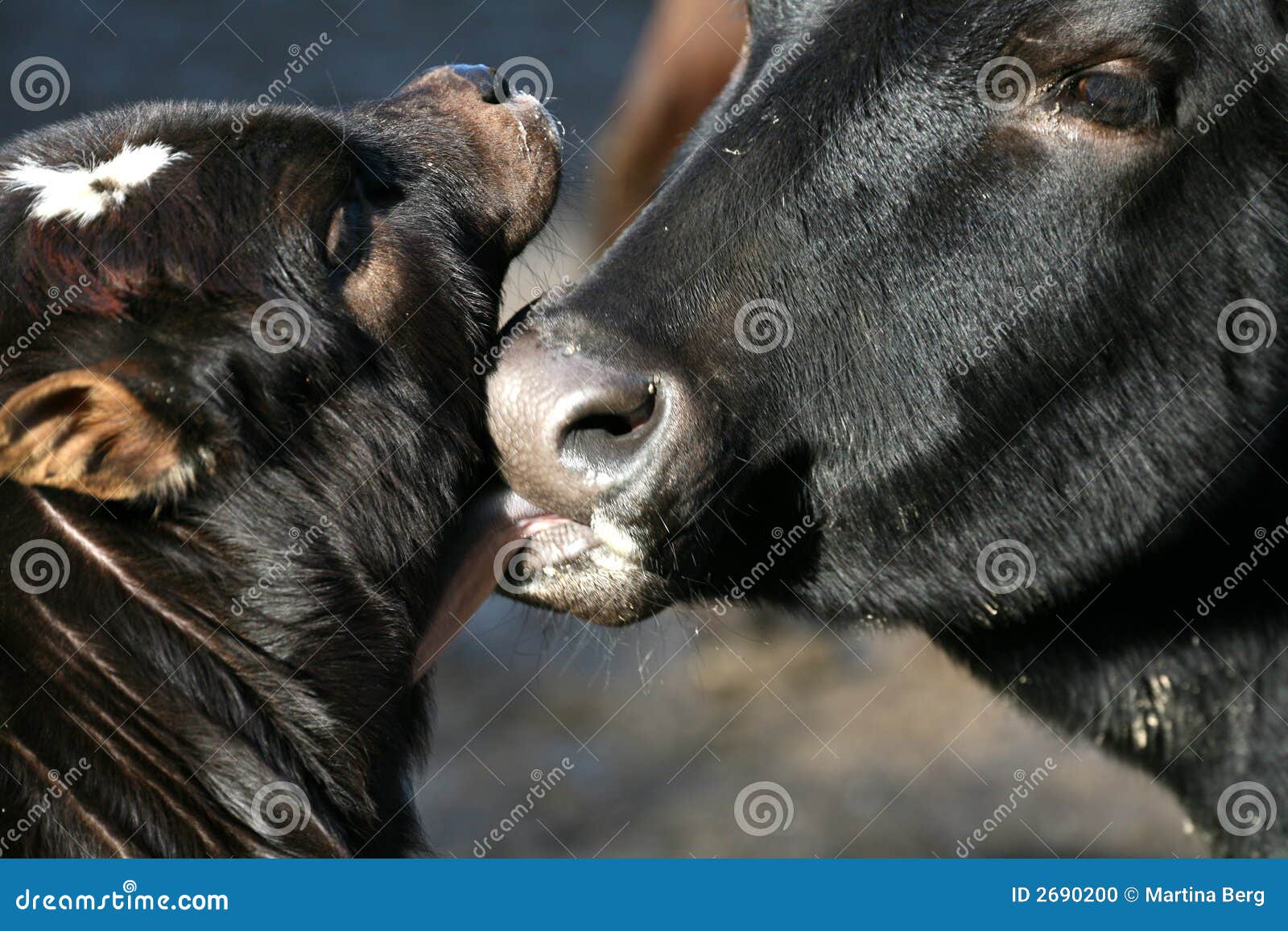 Zebu stock photo. Image of embossment, mammal, wildlife - 2690200