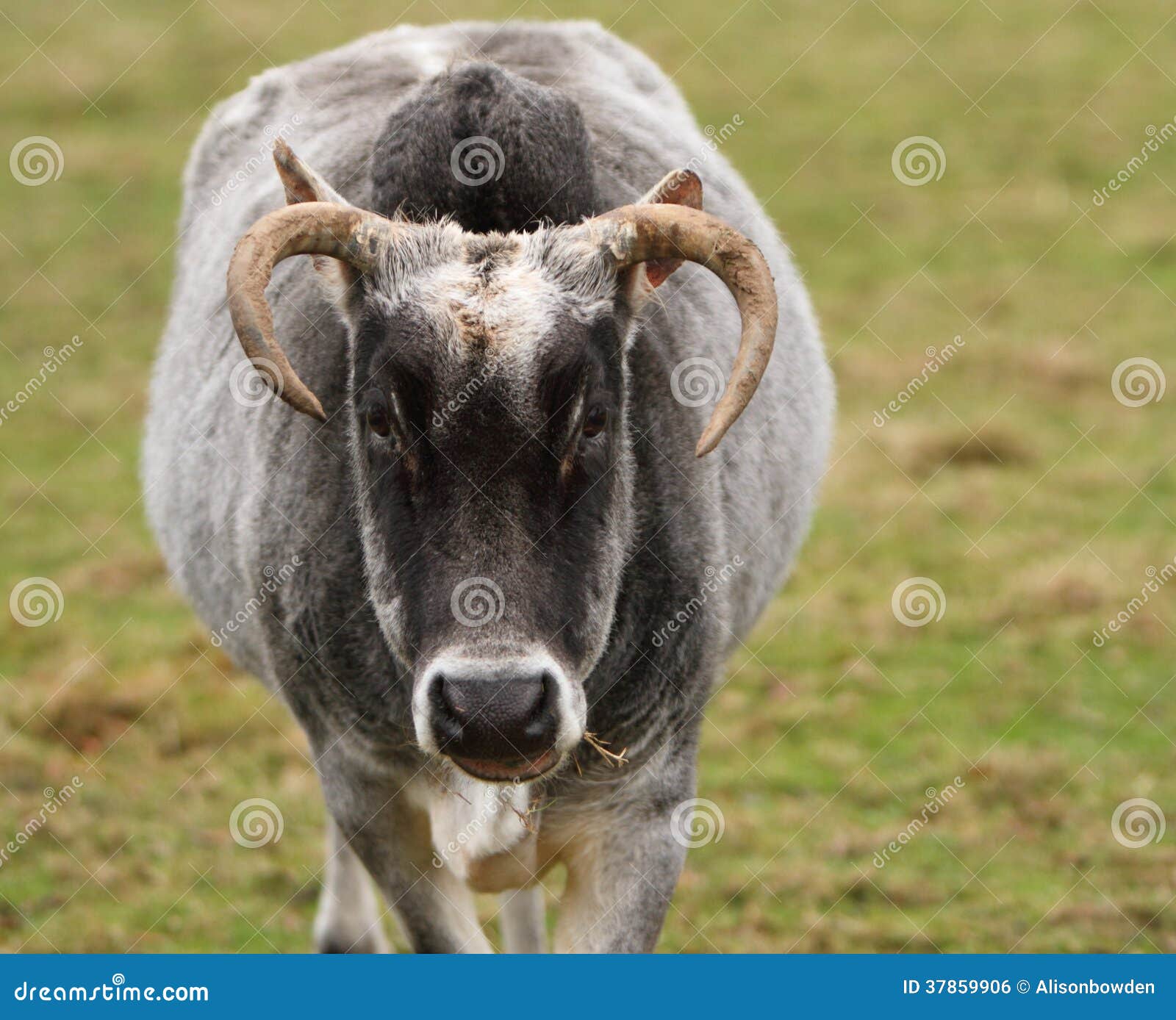 Zebu stock photo. Image of wildlife, food, beef, asia - 37859906