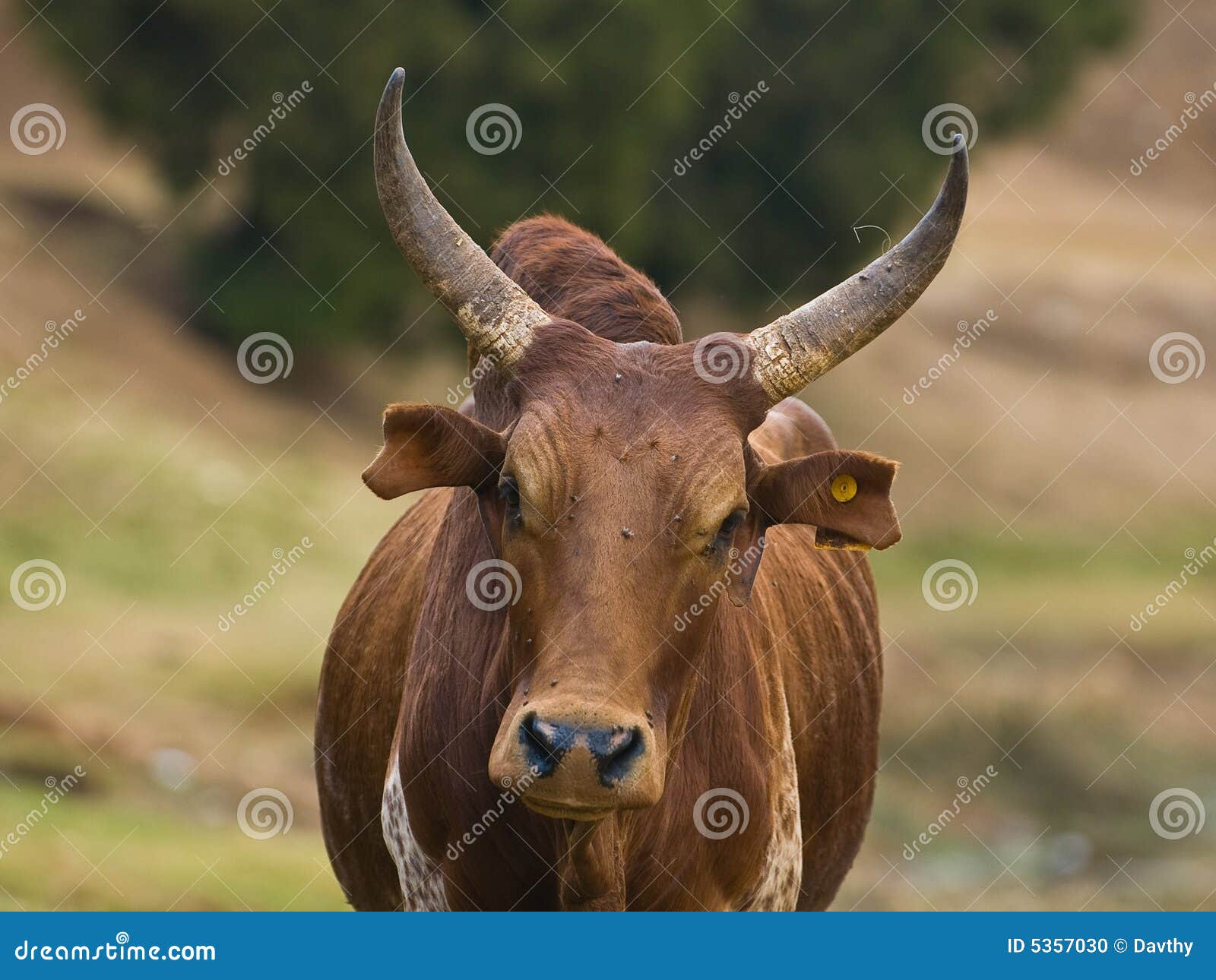 Zebu stock photo. Image of lake, horn, zebu, animal, indicus - 5357030