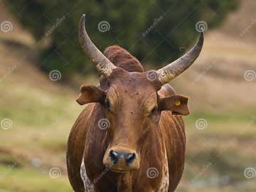 Zebu stock photo. Image of lake, horn, zebu, animal, indicus - 5357030